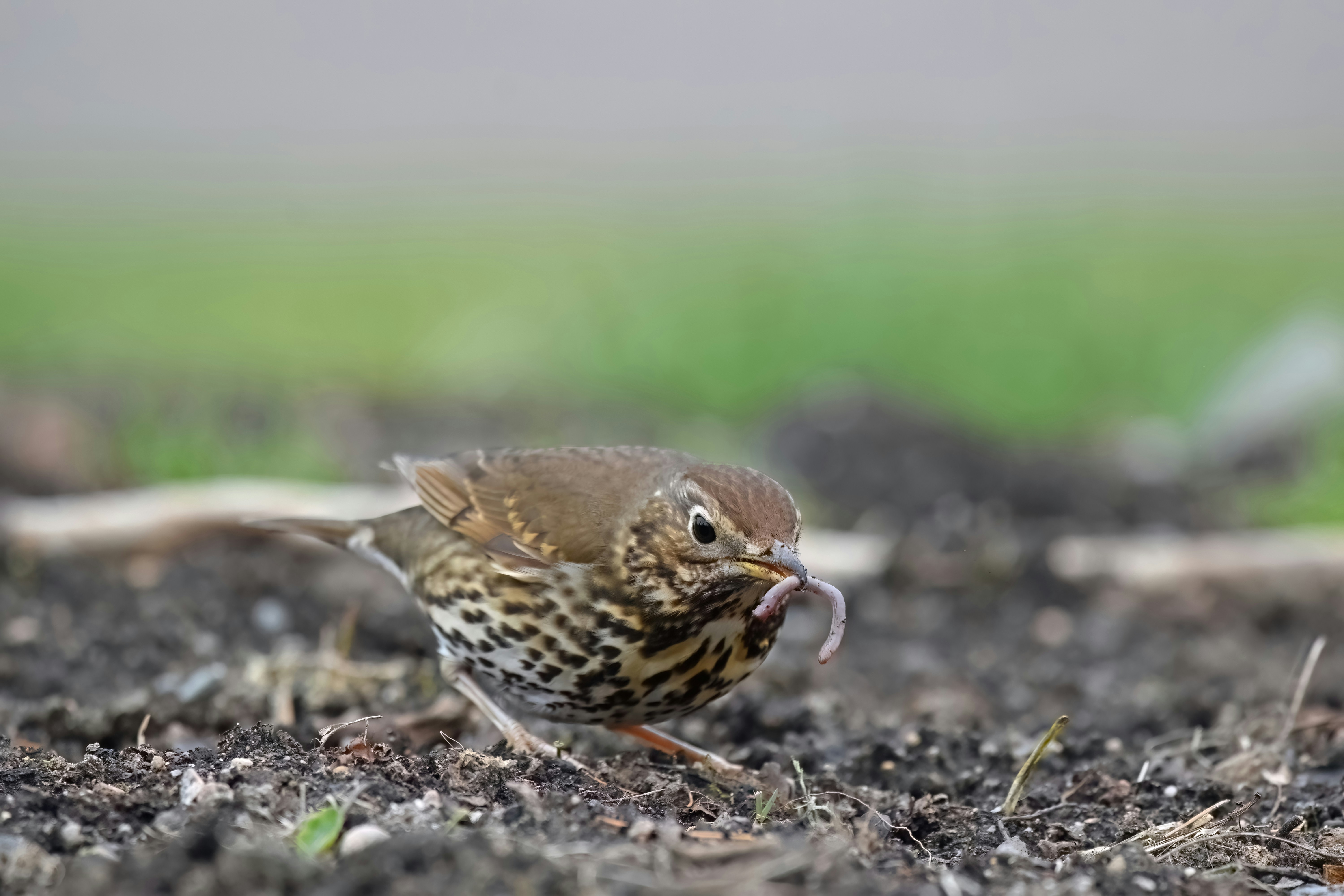 Early Bird Pictures | Download Free Images on Unsplash