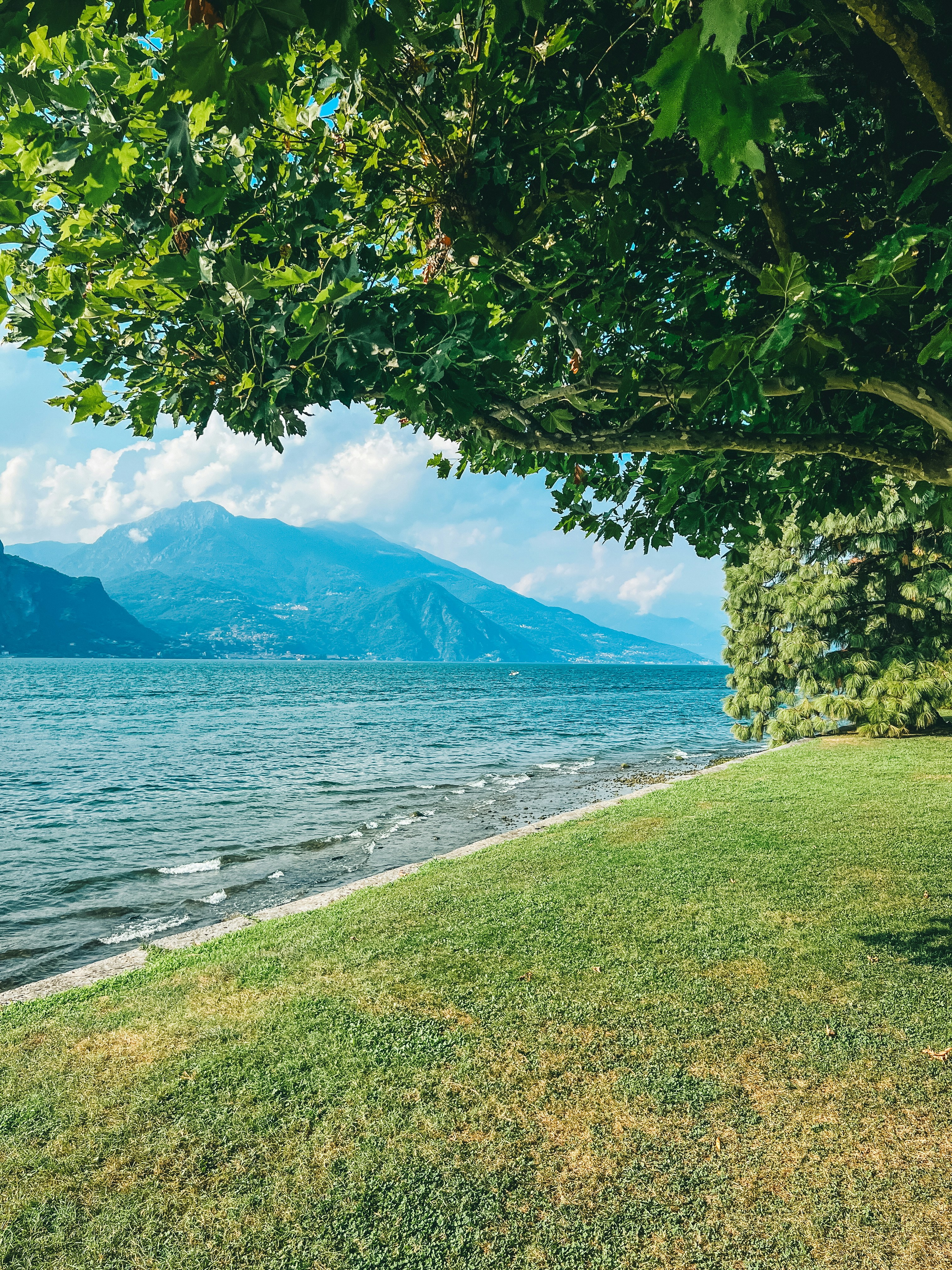 Lakeside Shade: A Coastal Canopy Framing a Mountain Horizon