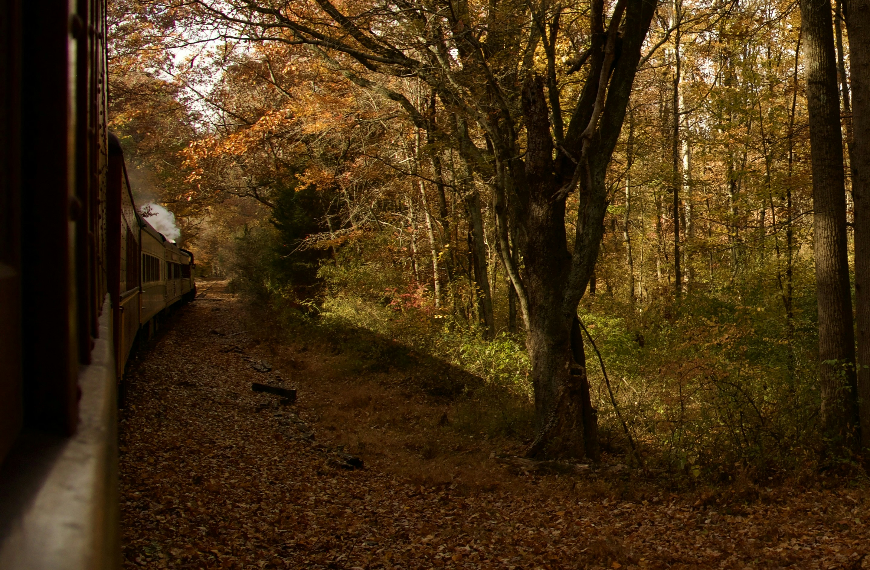 A train traveling through a forest filled with trees photo – Free ...