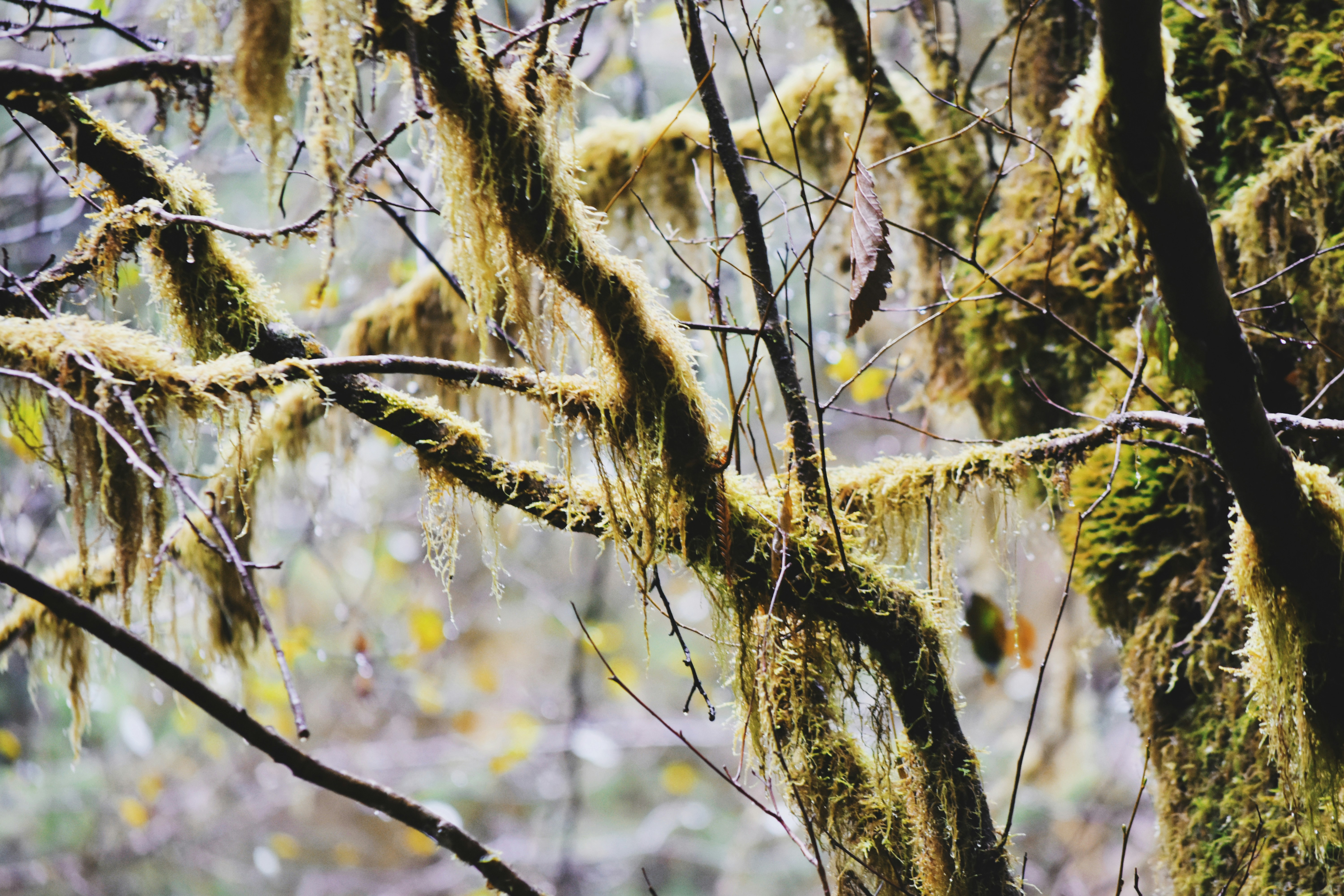 Moss-Cloaked Branches Weaving Through Winter Light