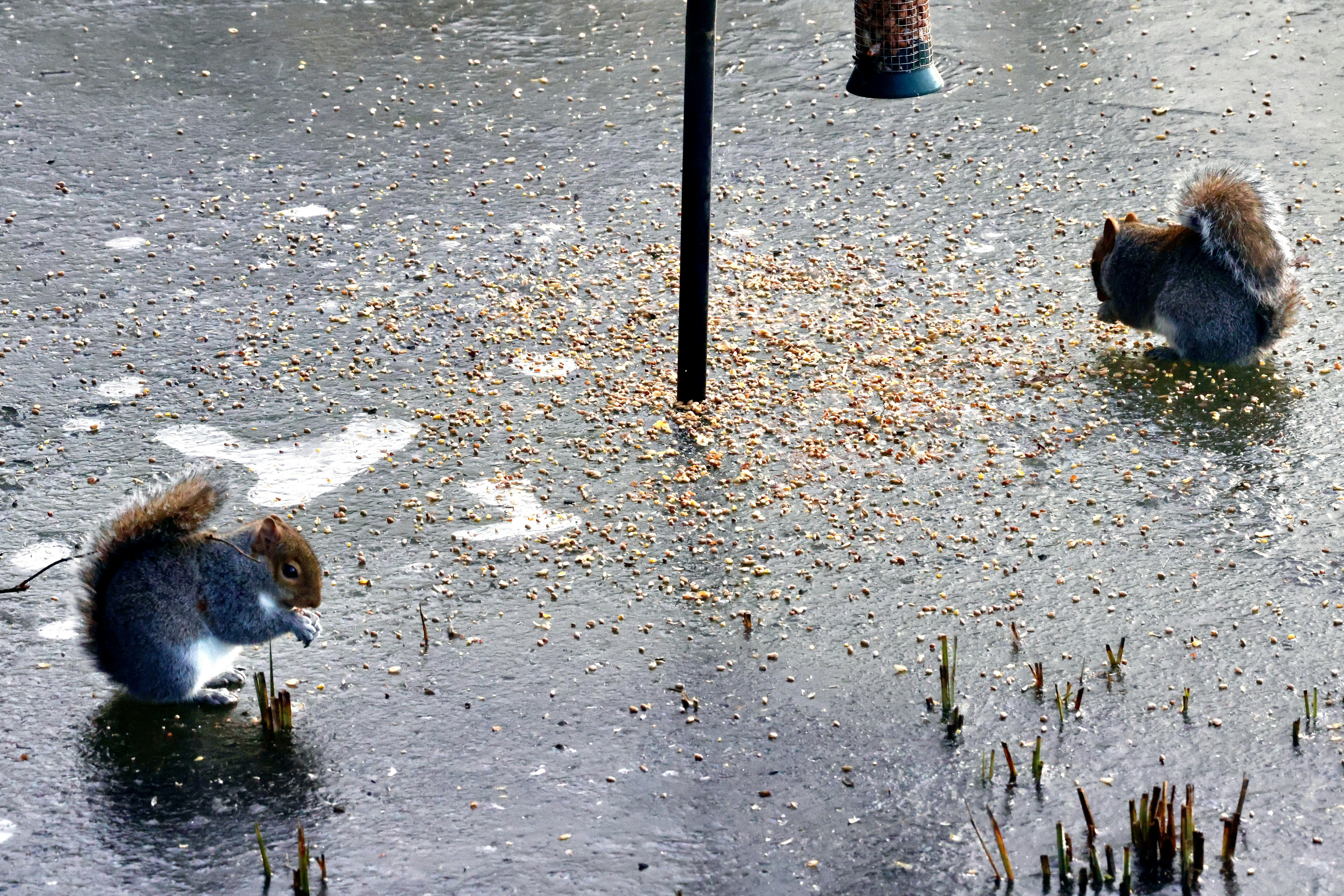 Rain-Slick Relay: A Pair of Squirrels under the Feeder