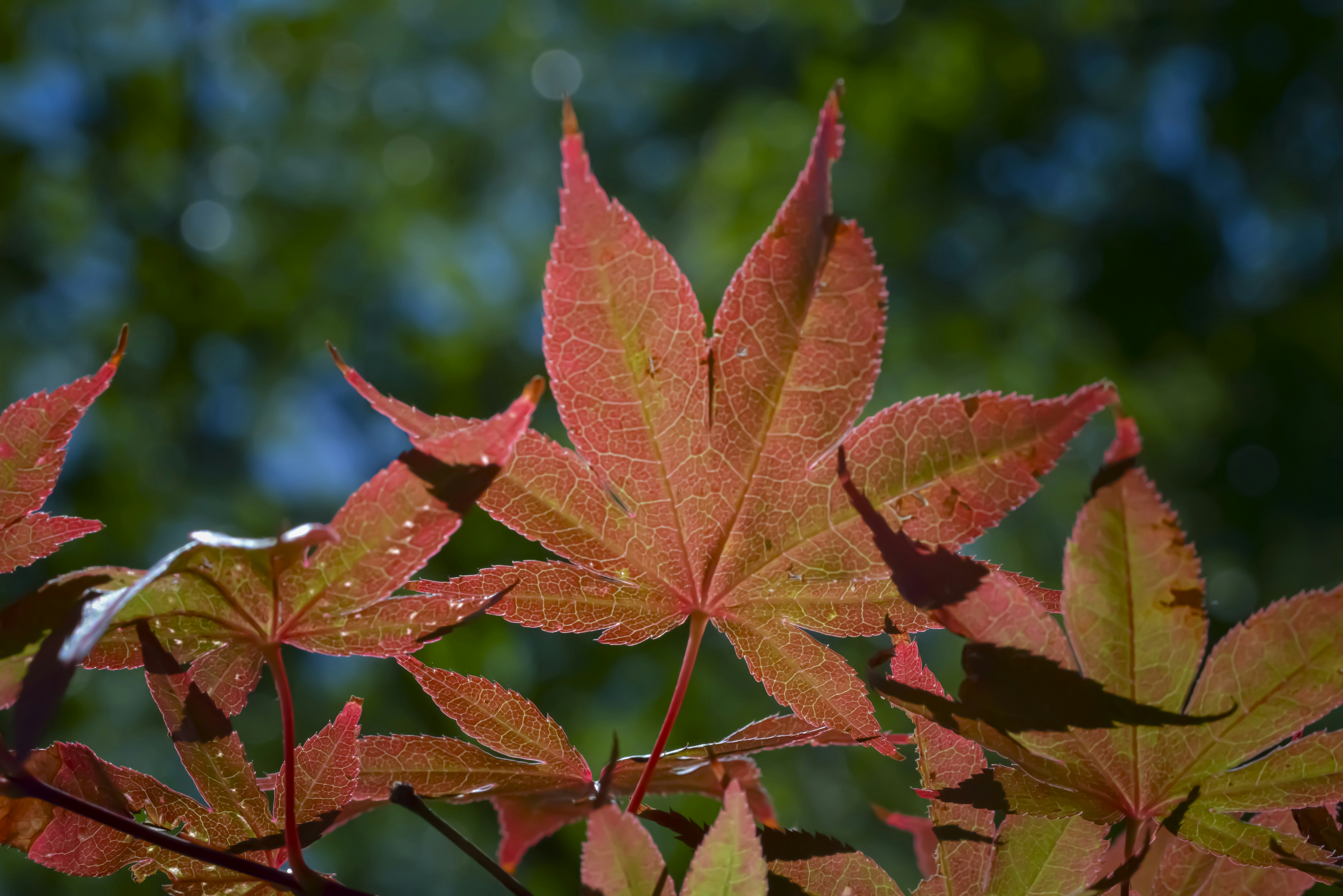 Photo by Pete Alexopoulos with Nikon D600