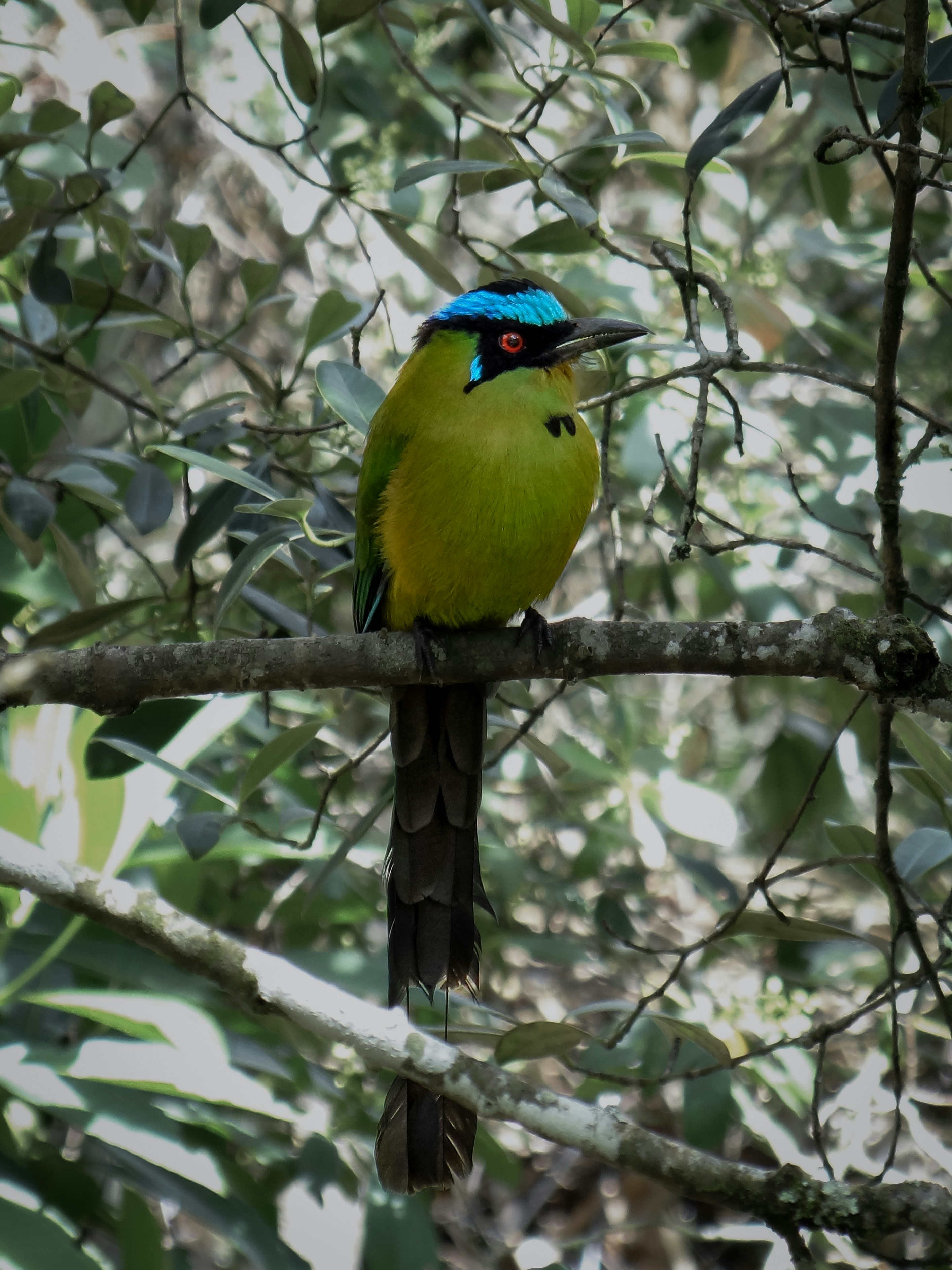 Un pájaro colorido posado en la rama de un árbol foto – Imagen de ...
