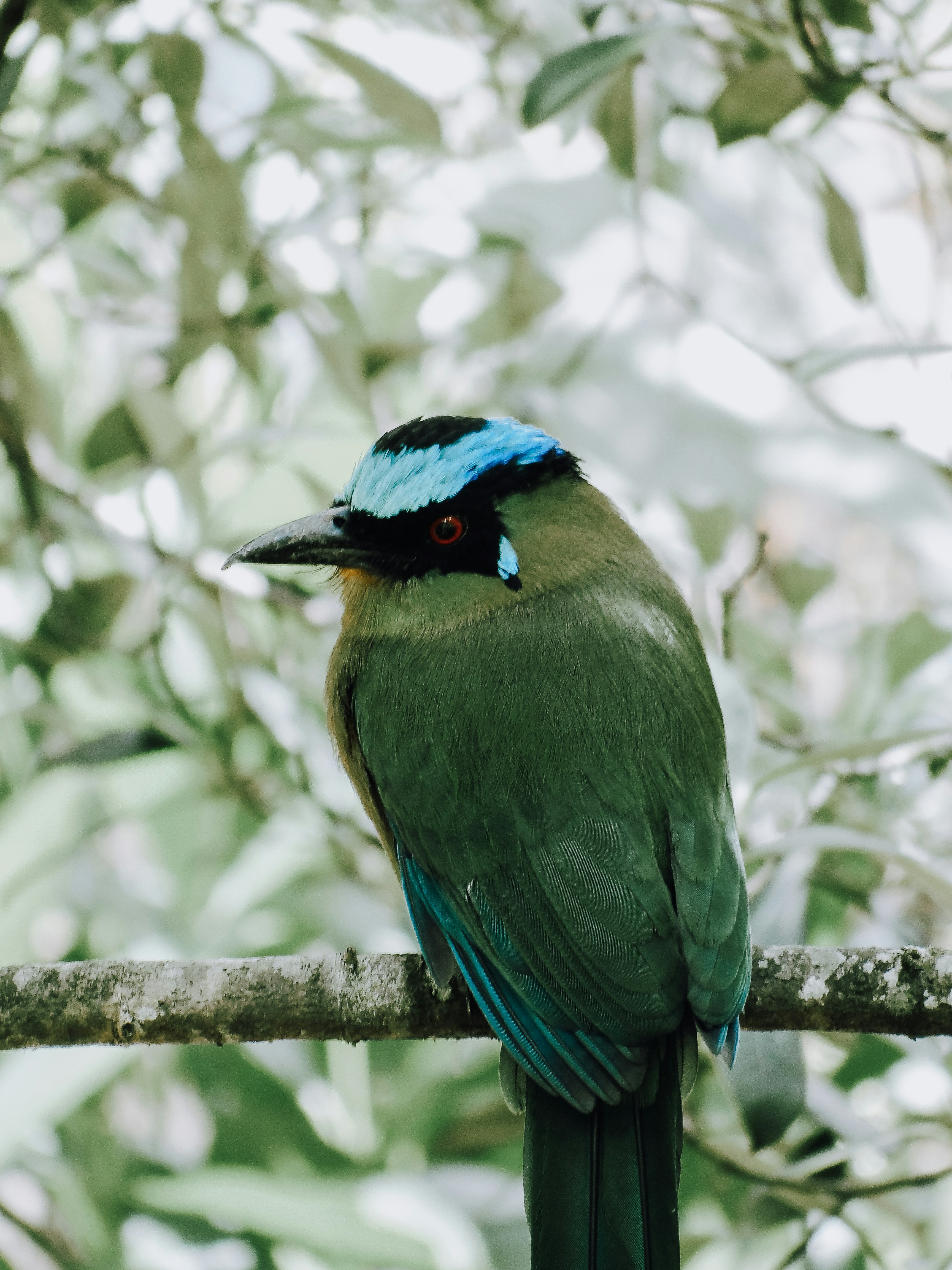Un pájaro azul y verde sentado en una rama foto – Imagen de Colombia ...