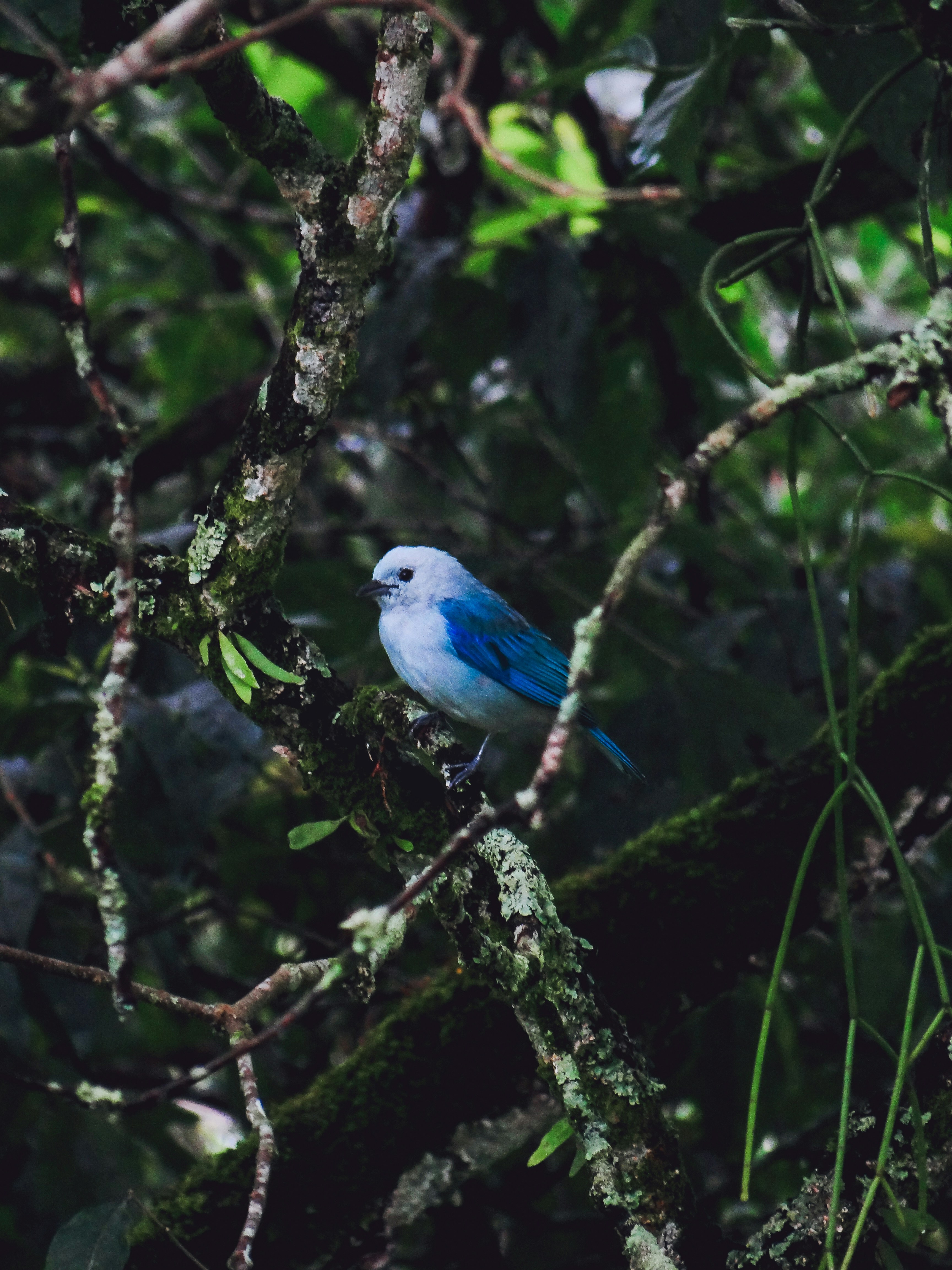 A blue bird perched on a tree branch photo – Free Bird Image on Unsplash