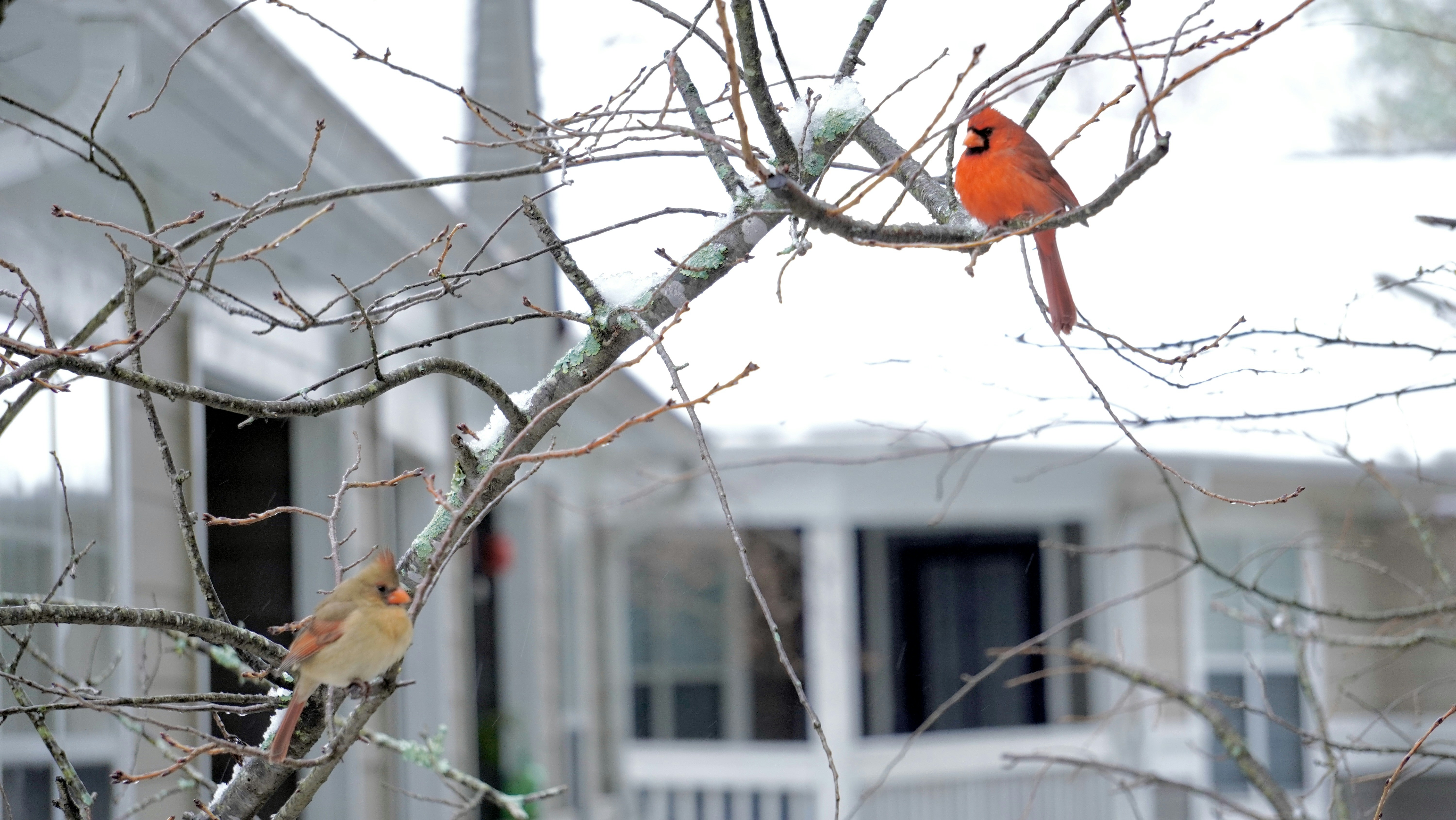 Crimson Companions on Frosted Branches