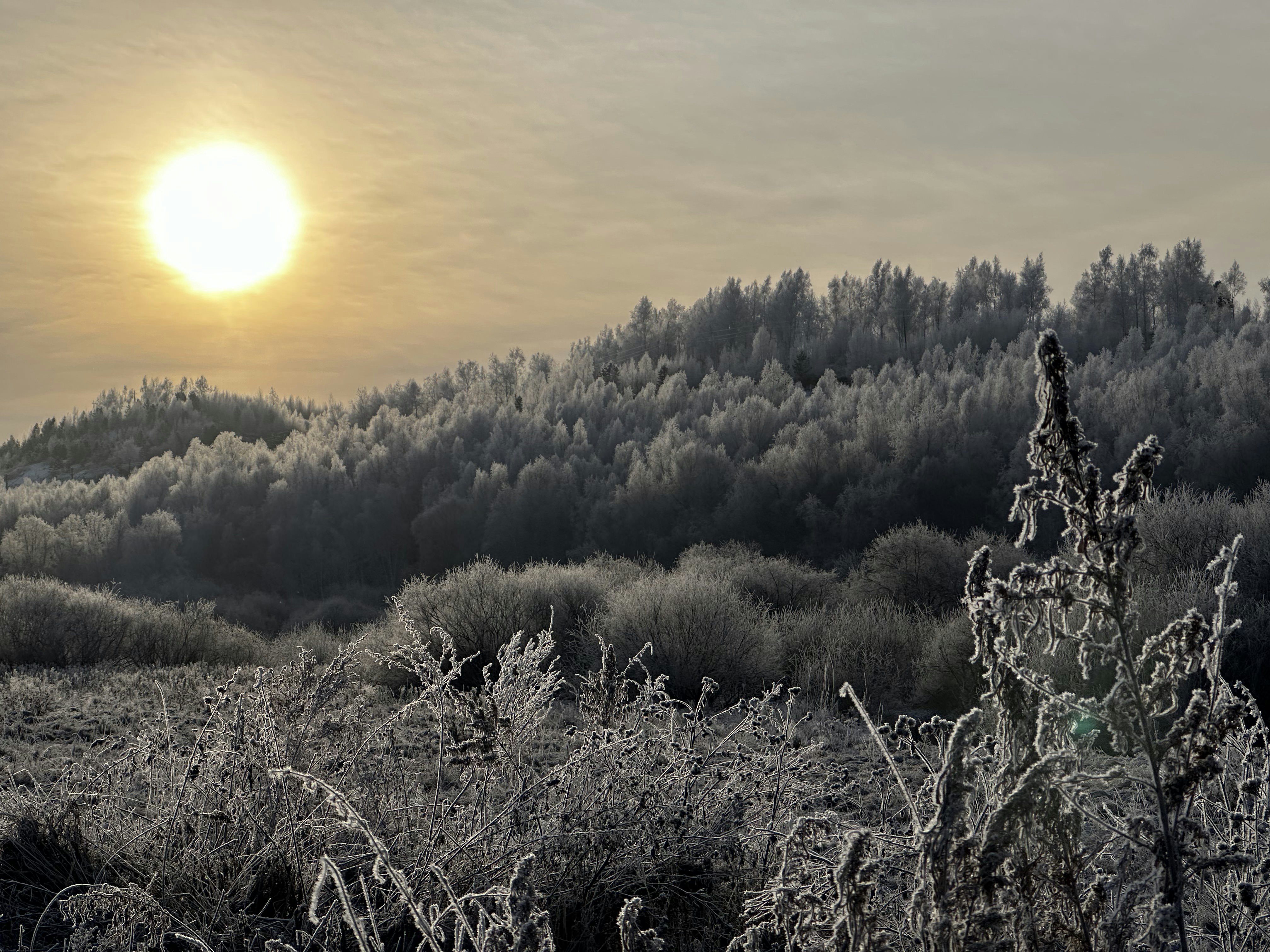Winter Dawn: Frosted Field Under a Quiet Sun