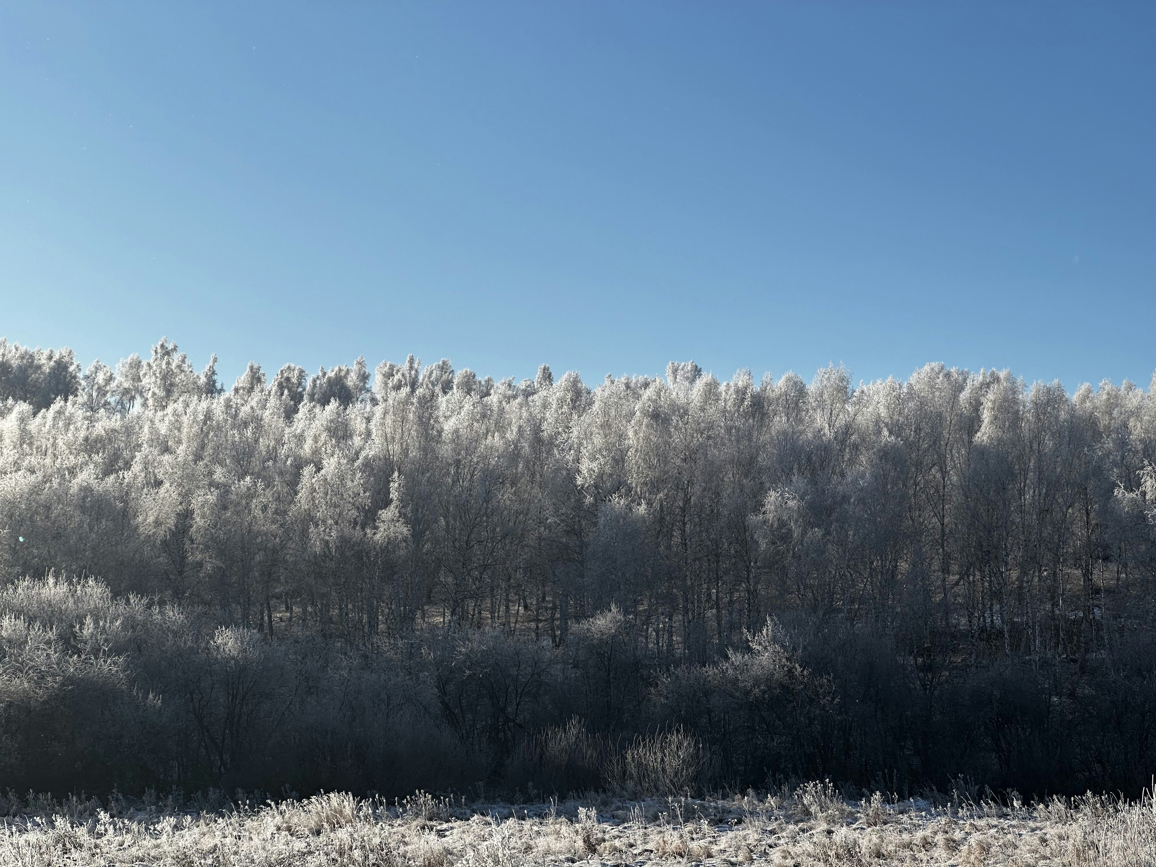 Frost-covered trees shimmering in sunlight beneath a vivid blue sky.