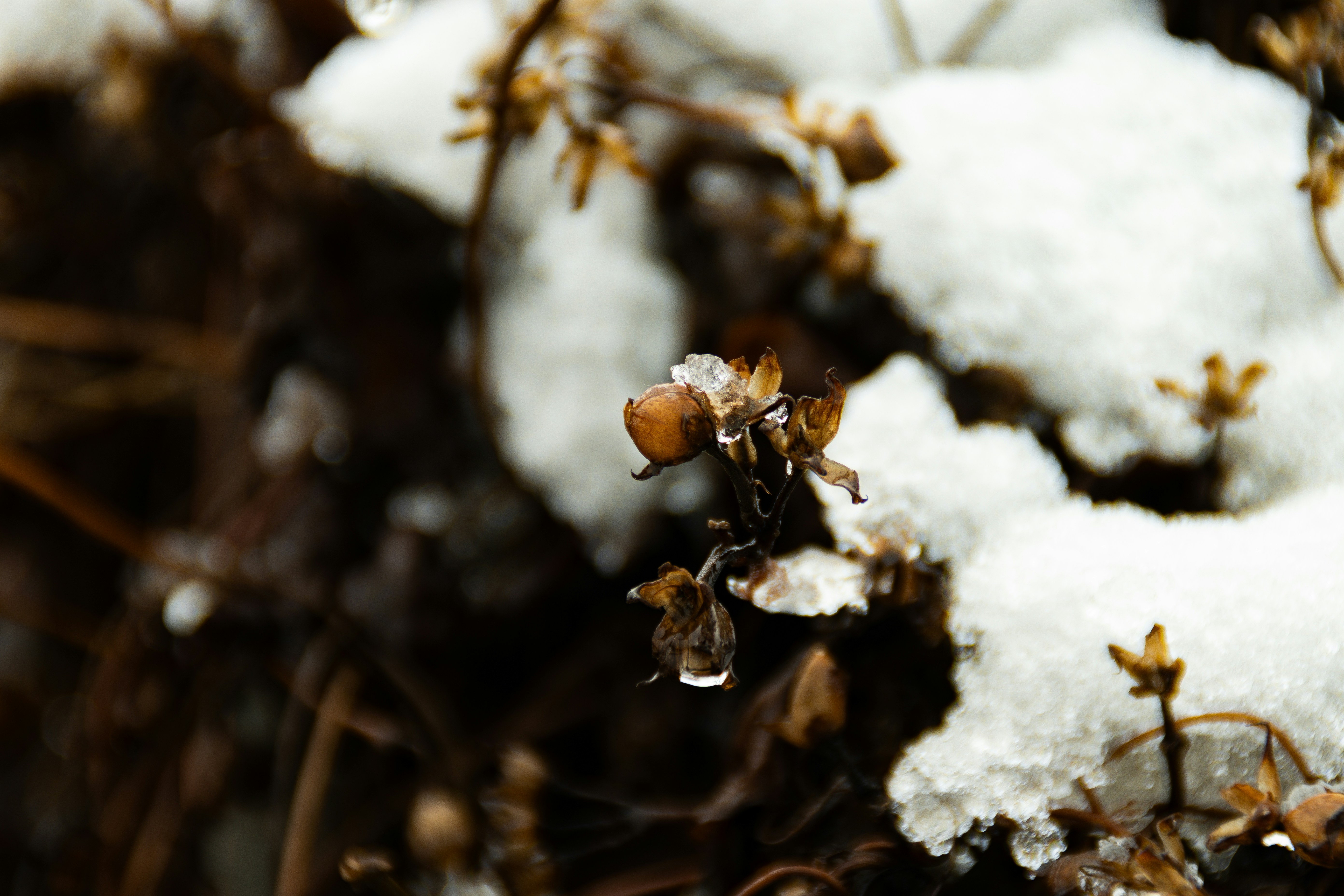 Snow-kissed seed pod on a slender stem amid a quiet winter blur