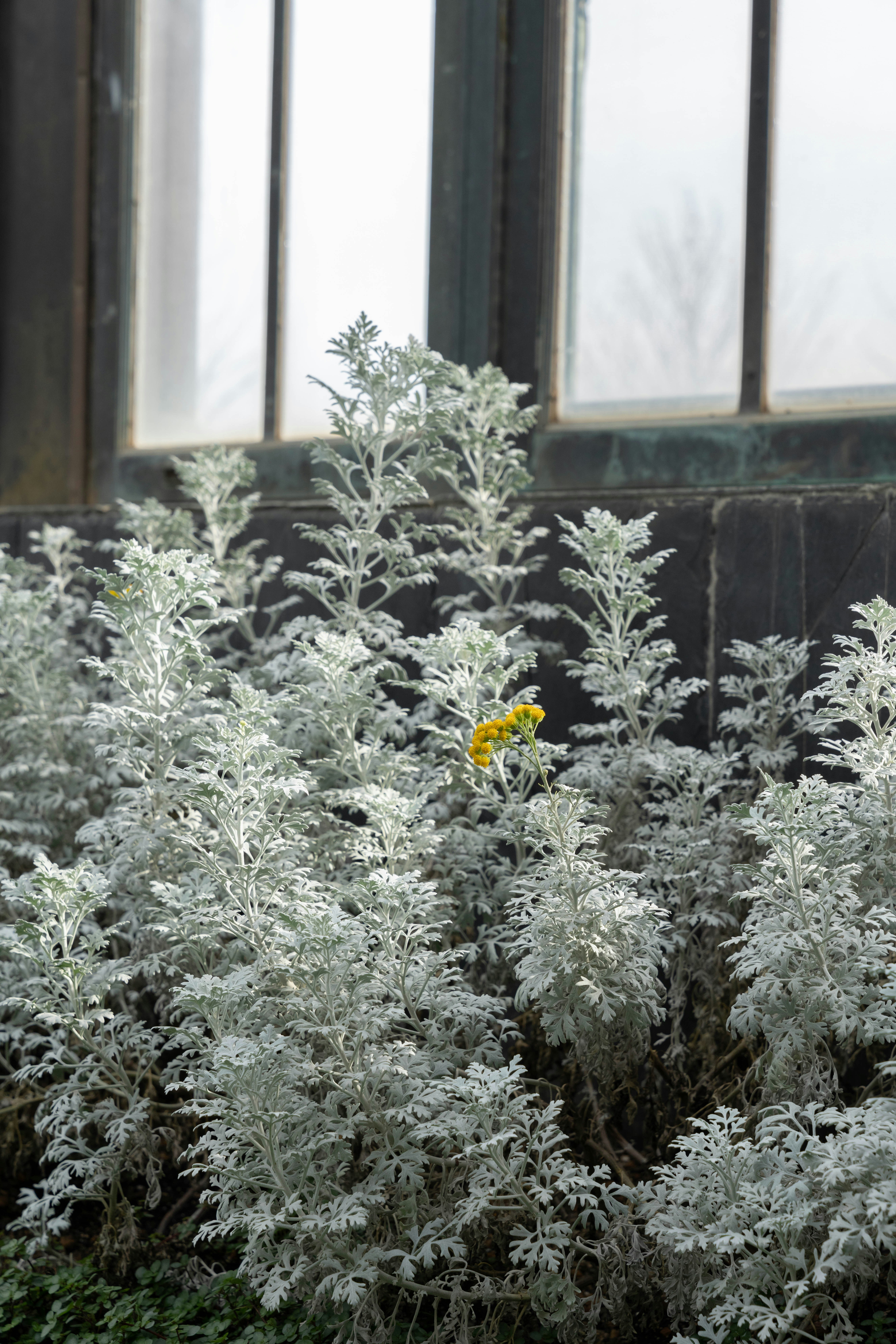 Yellow Bloom Amid Frosted Foliage by a Weathered Greenhouse Window