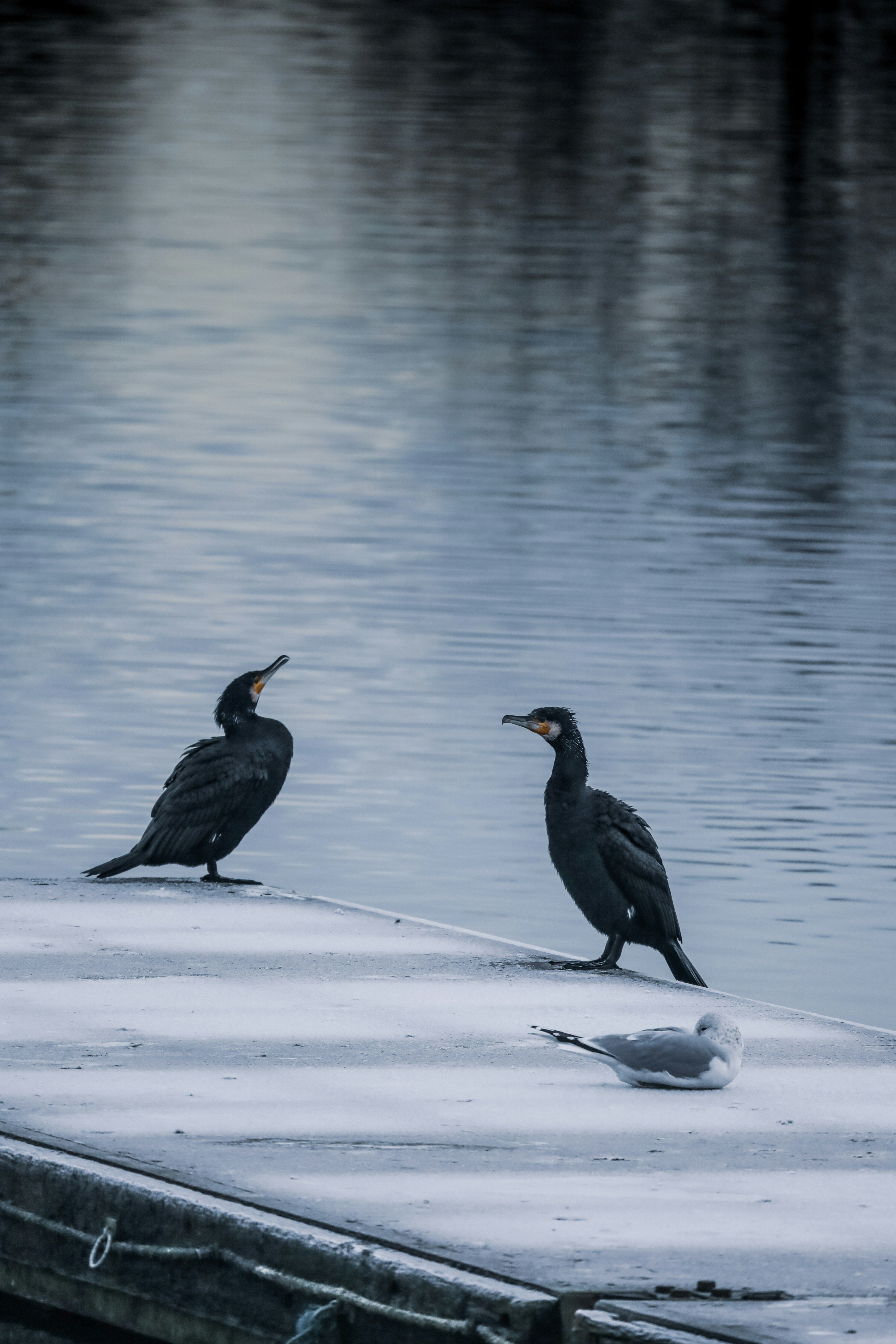 Two Cormorants Standing Guard on a Frosted Dock by a Quiet Blue Lake
