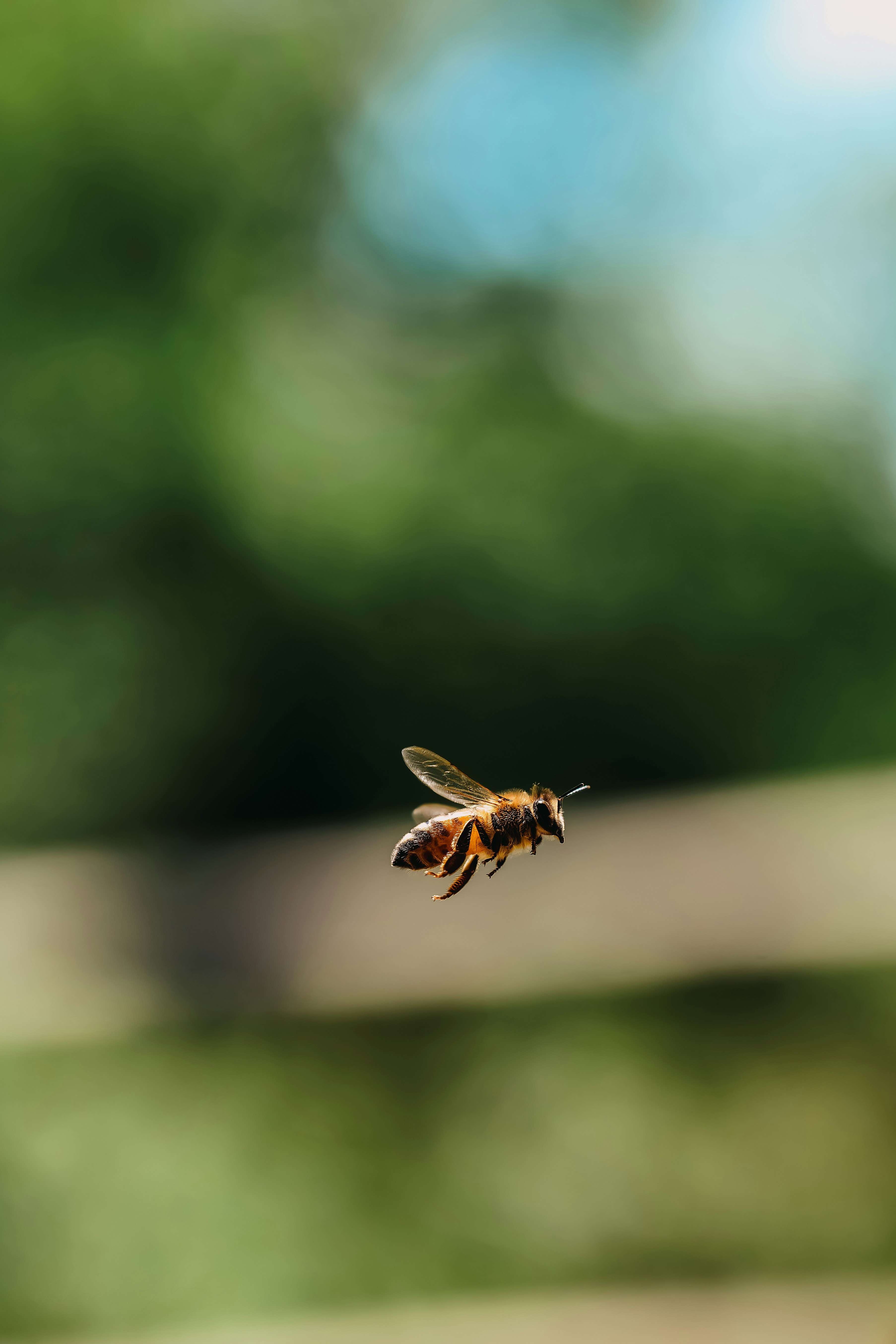 A honeybee busy at work in their hive during a visit from a beekeeper in Western Pennsylvania.Jordan Ryskamp