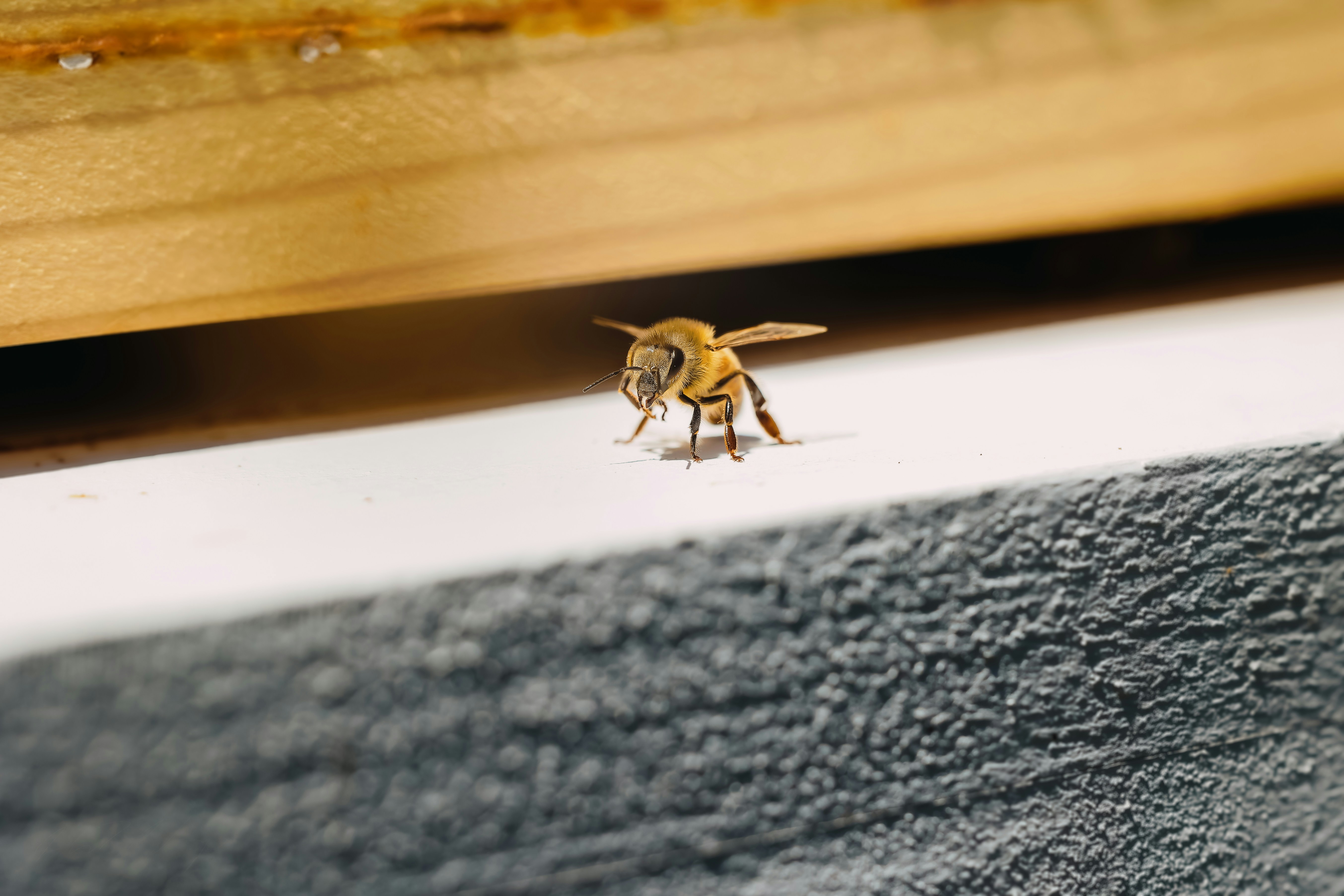 A honeybee busy at work in their hive during a visit from a beekeeper in Western Pennsylvania.