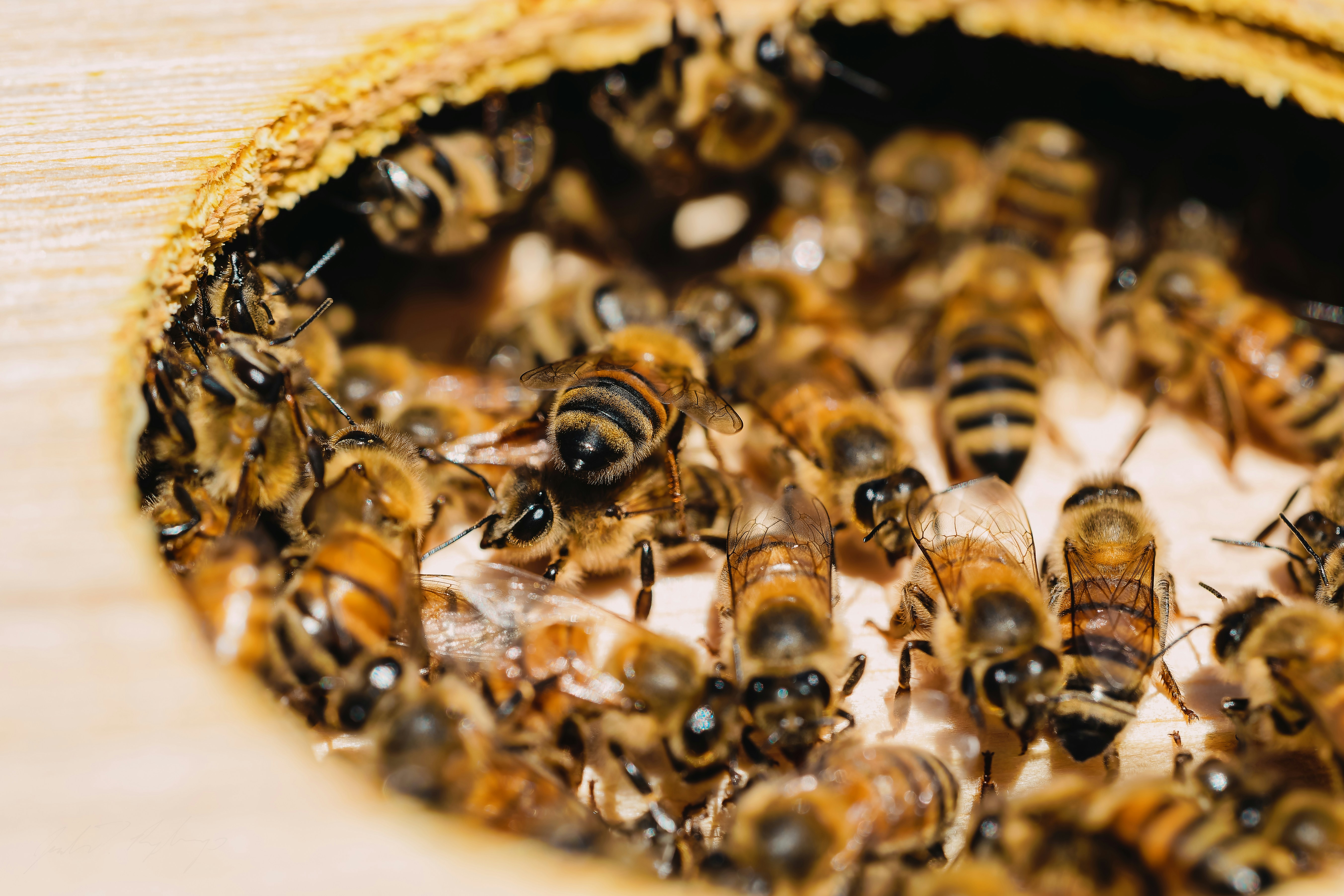 Honeybees busy at work in their hive during a visit from a beekeeper in Western Pennsylvania.