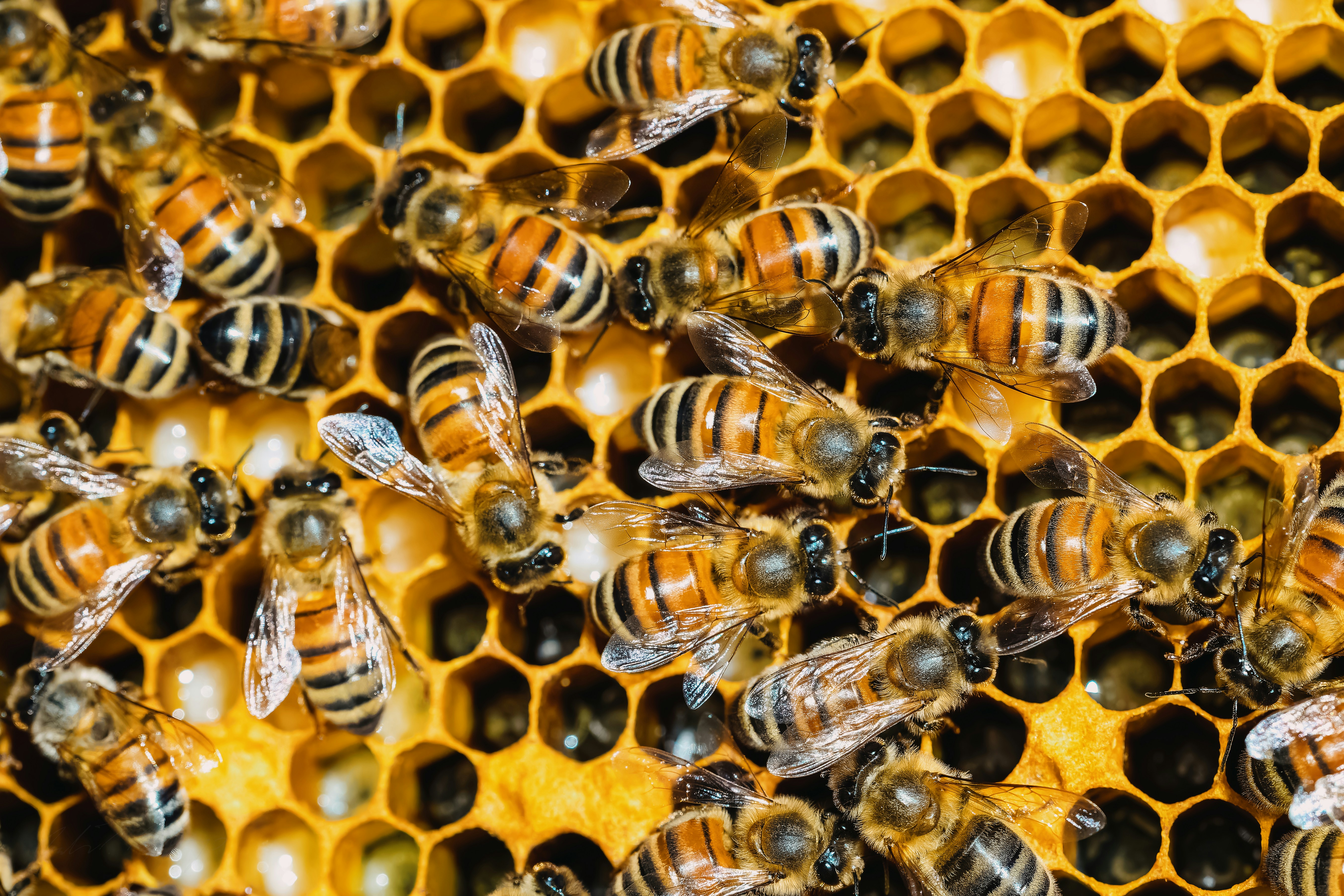 Un groupe d’abeilles qui se trouvent dans une ruche photo – Image ...