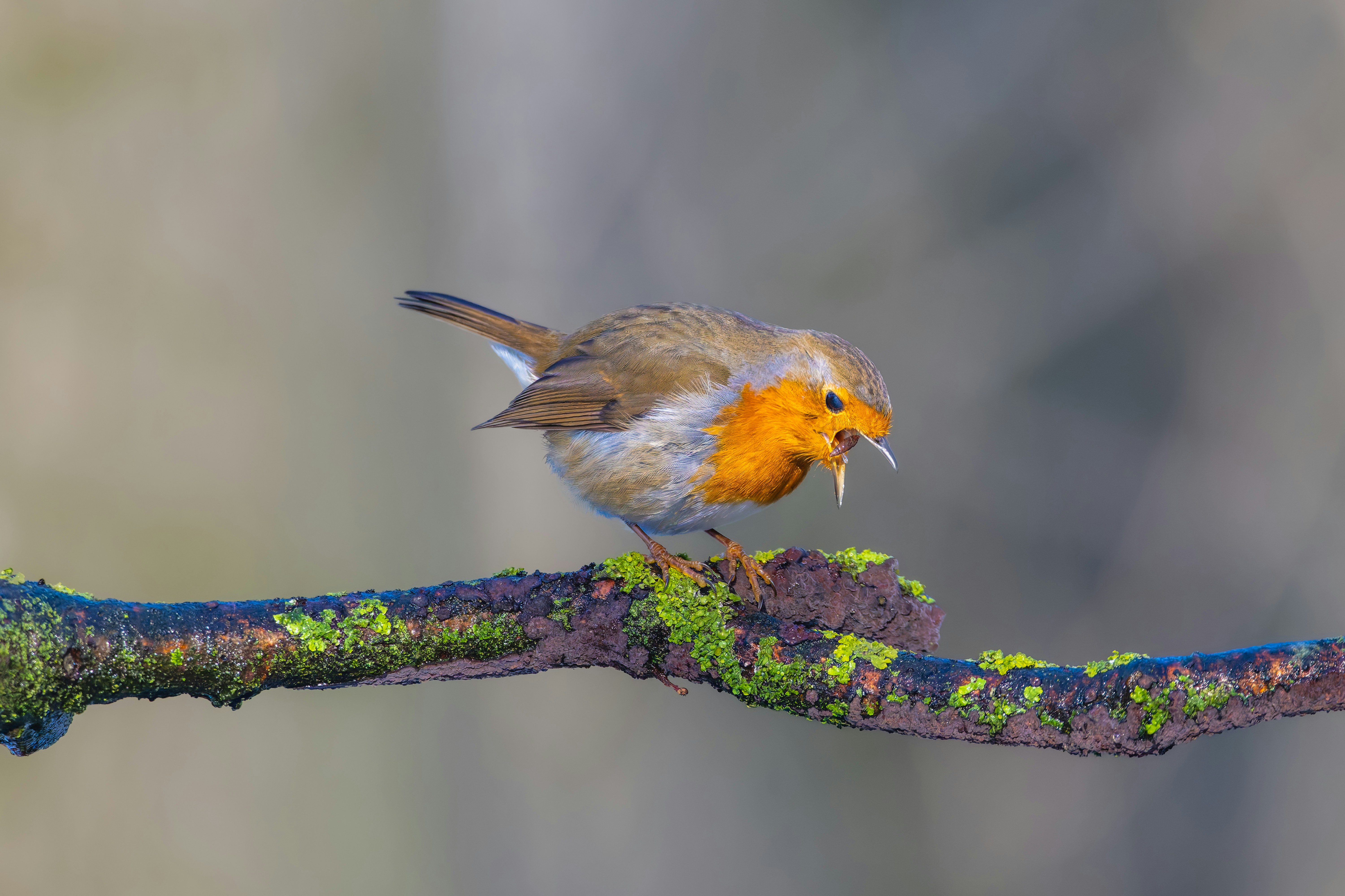 A Scarlet Robin Perched on Moss-Capped Branch