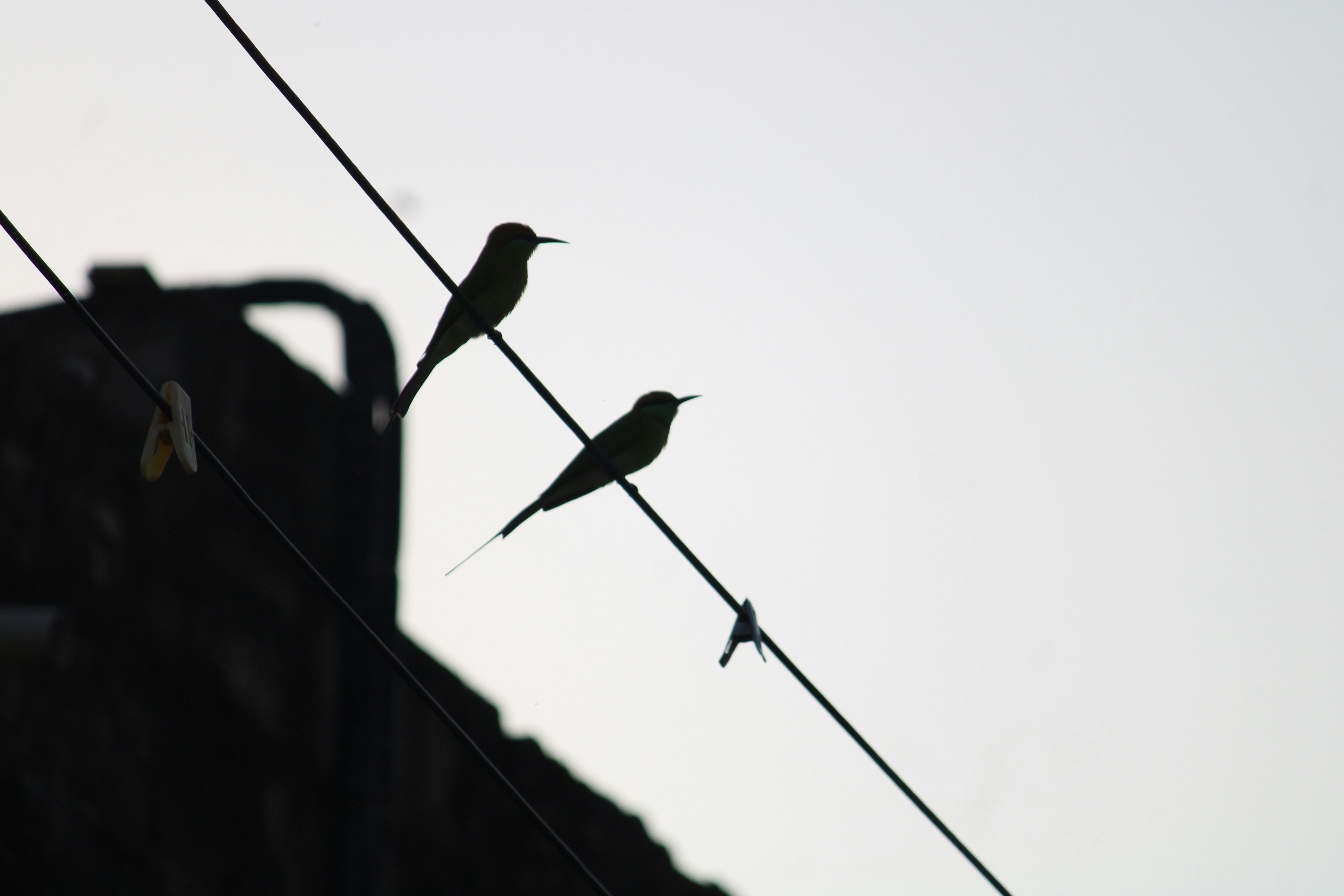 Backlit Silence: Two Birds on a Wire