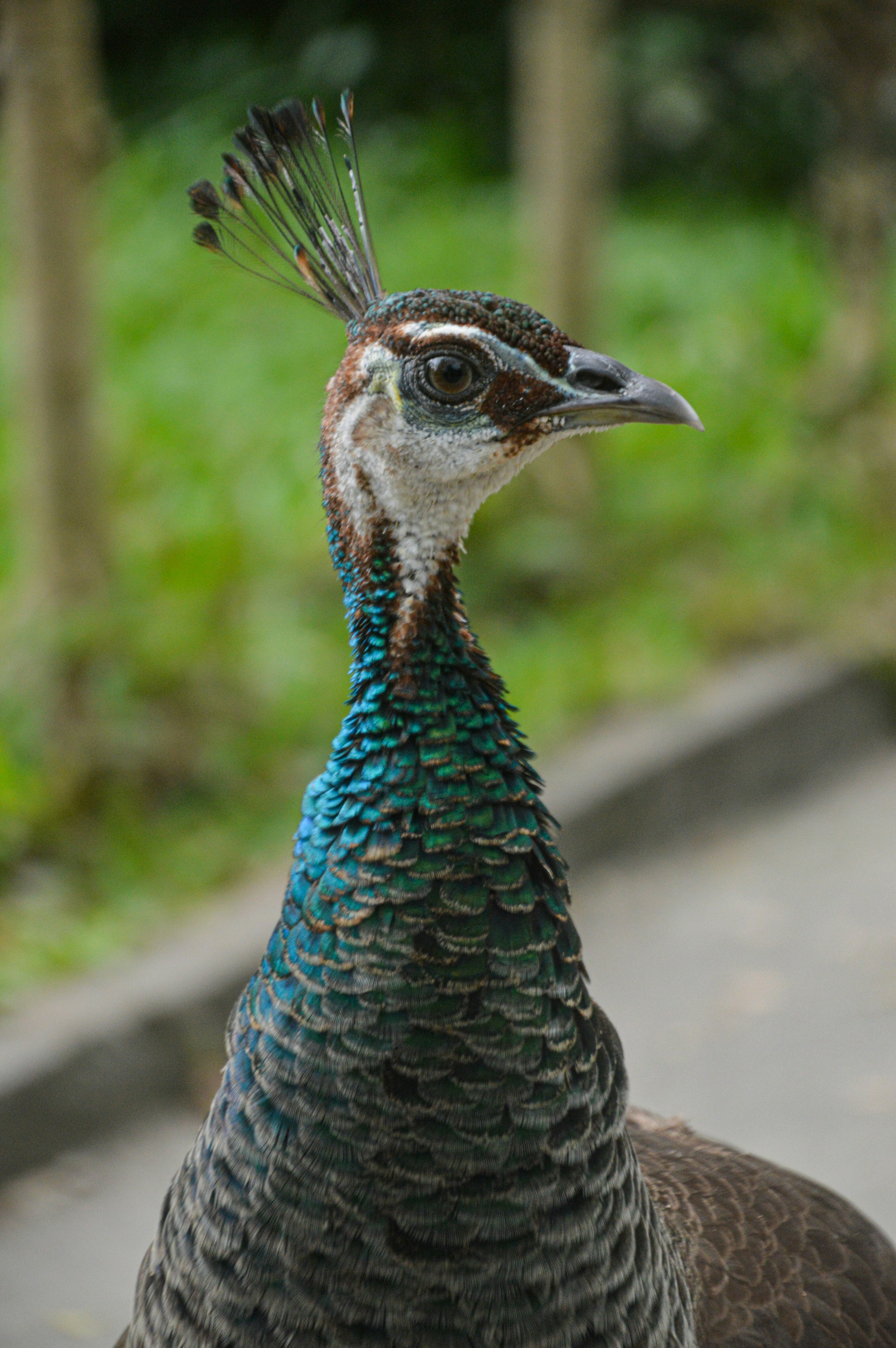 Iridescent Gaze: Close-Up Portrait of a Peacock's Crest and Neck