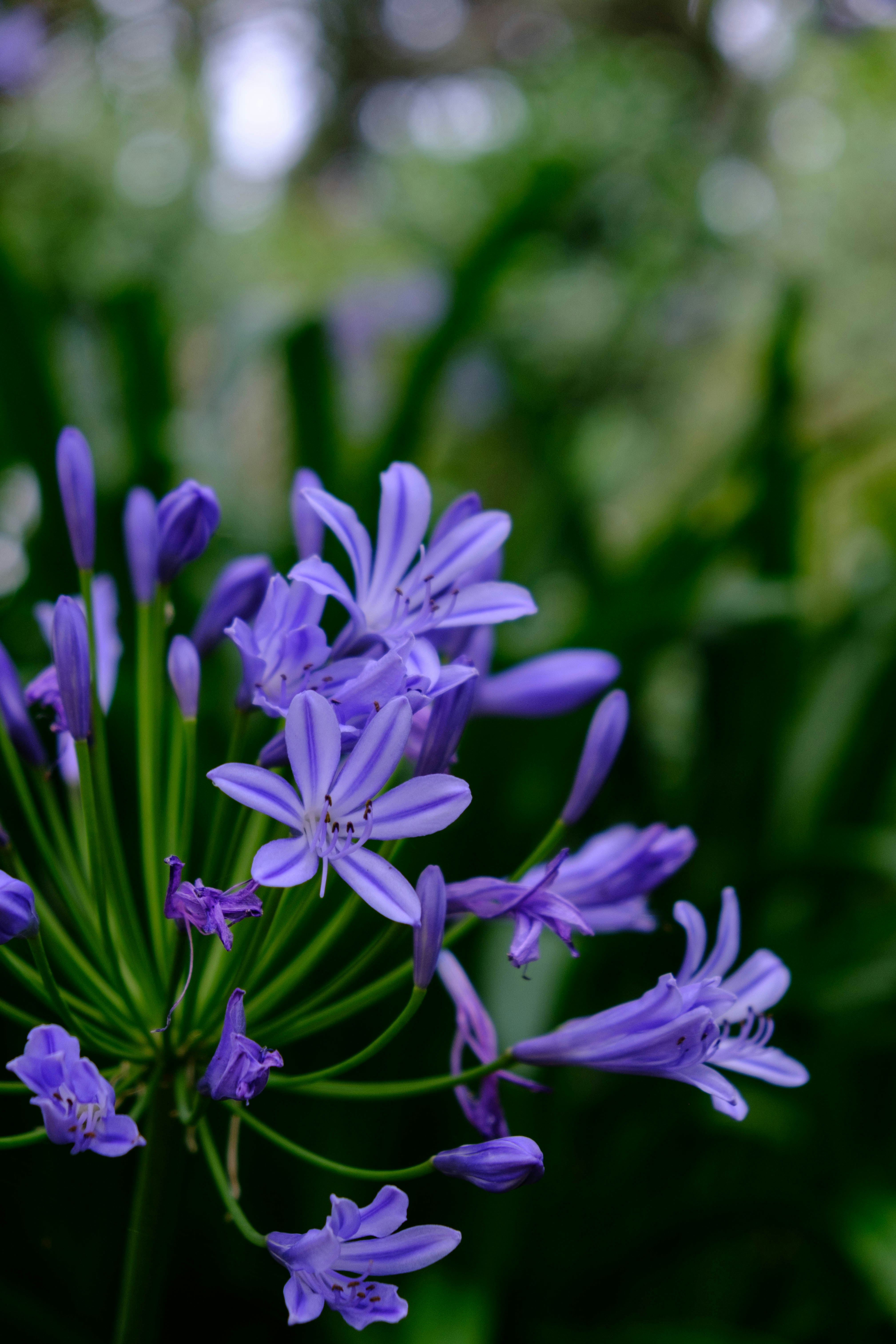 Purple Agapanthus flowers with soft-focus green foliage in the background.