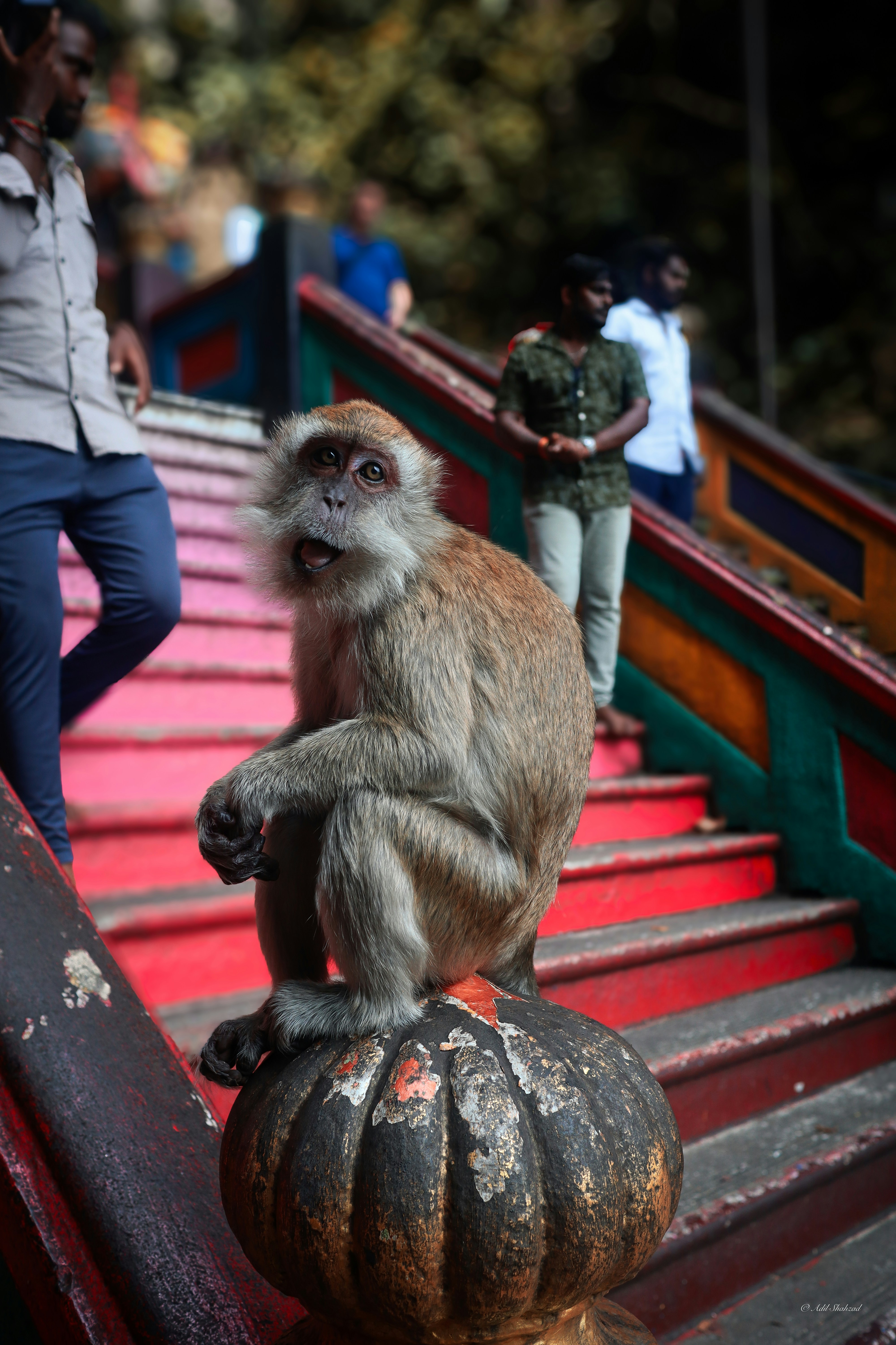 Curious Monkey on a Pumpkin Beneath a Kaleidoscopic Staircase