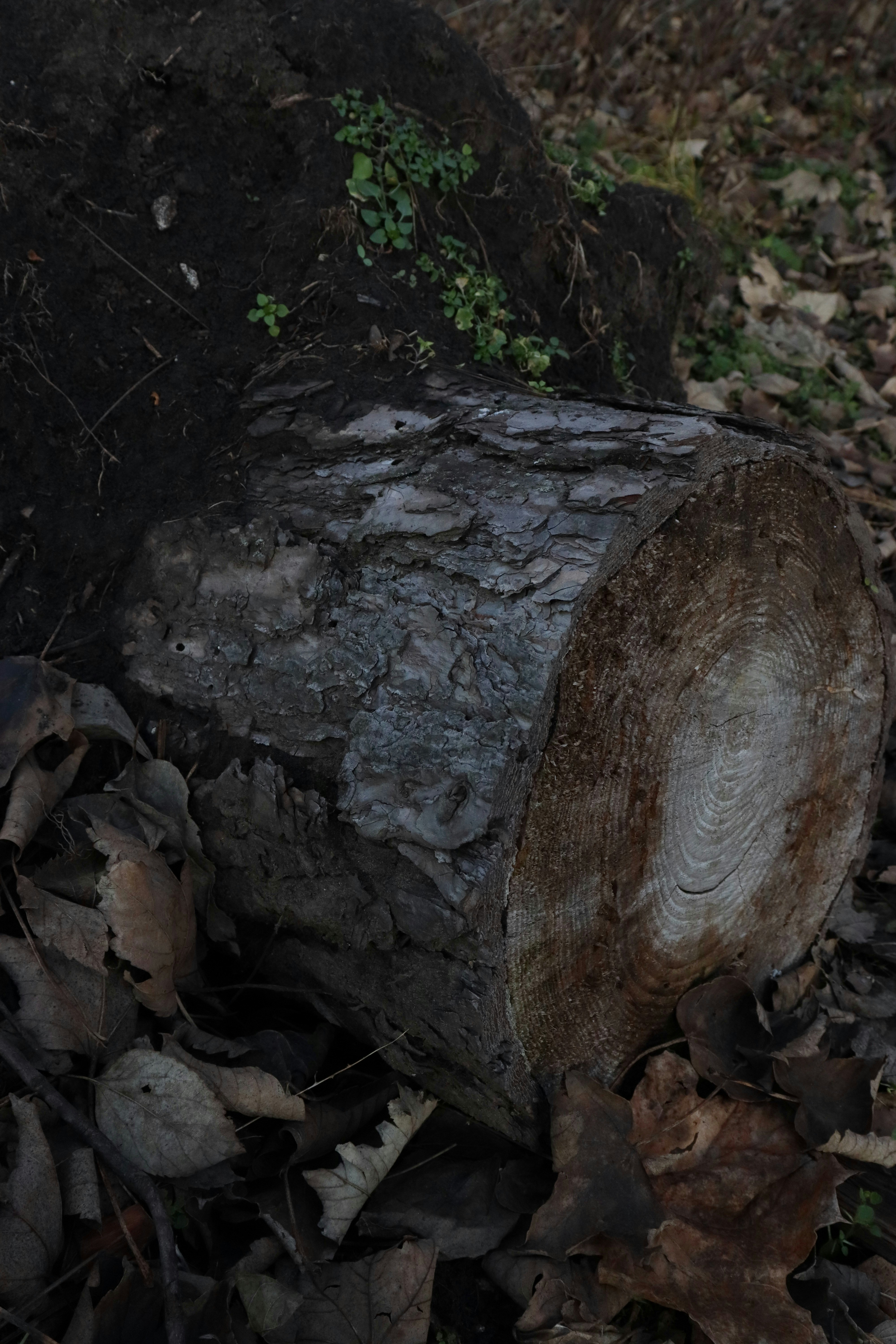 A large log sitting on top of a pile of leaves photo – Free Wood Image ...
