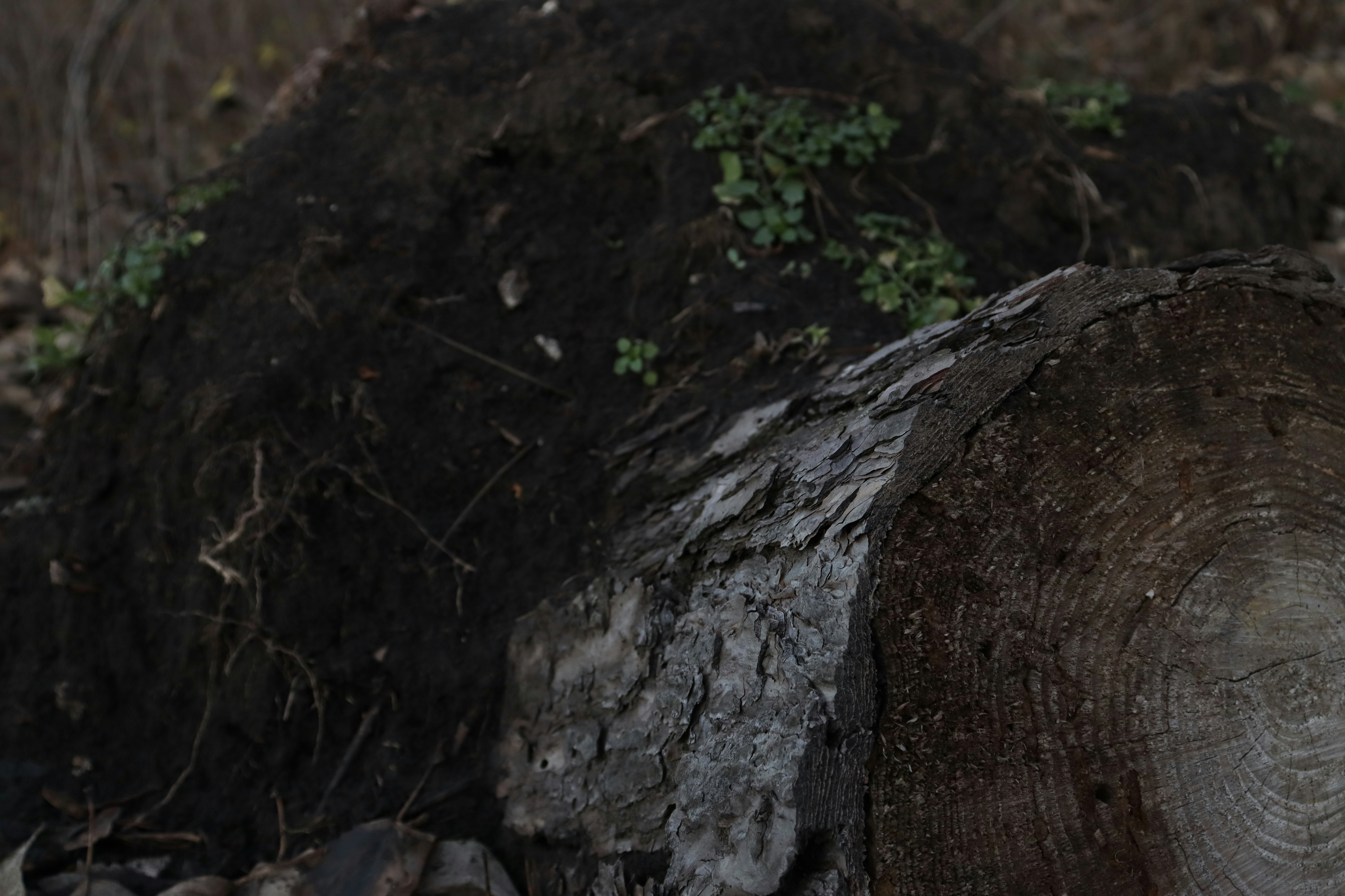 Photo by R. G with Canon EOS 250D