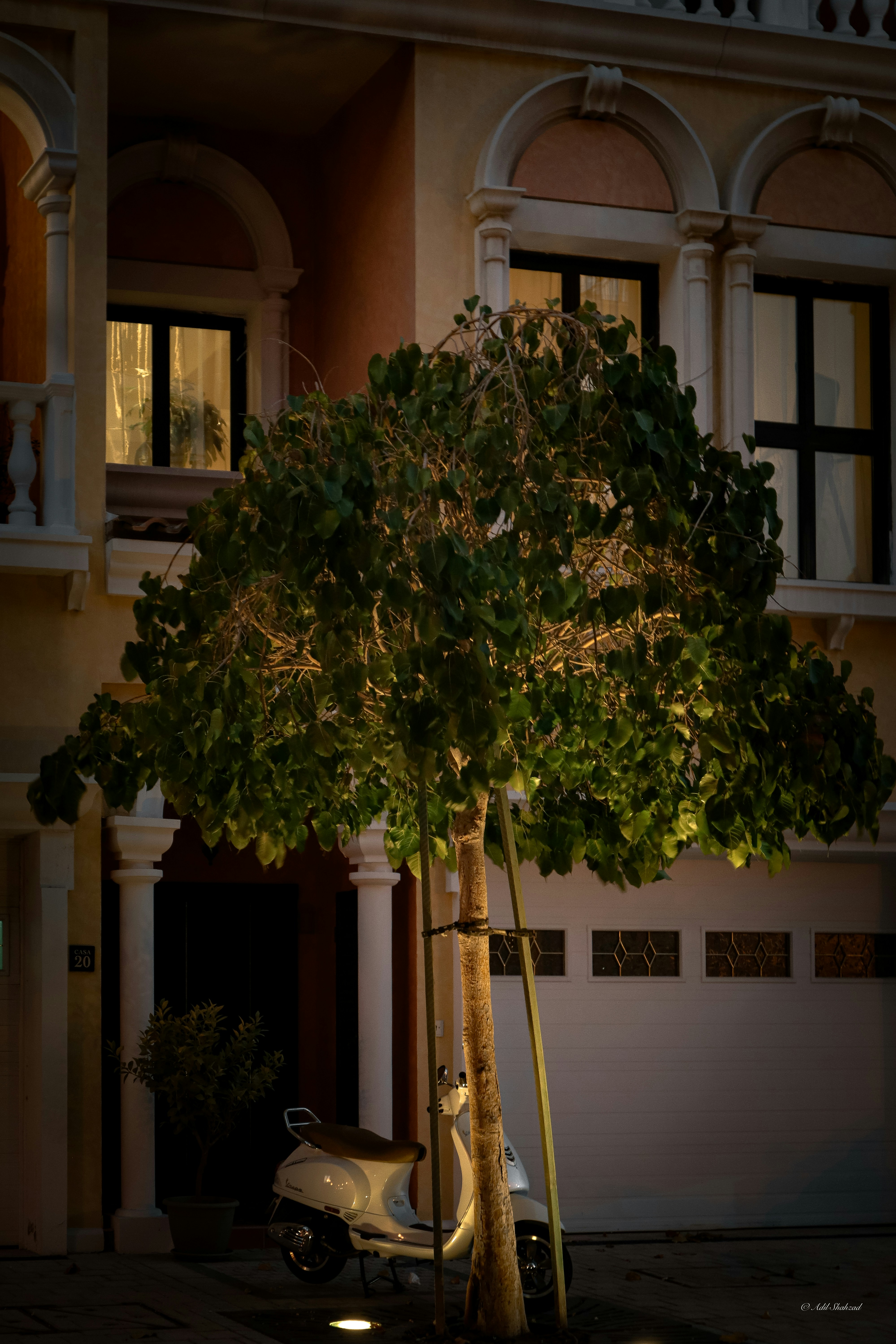 A peaceful evening street scene with a lush tree and a Vespa scooter parked beneath, illuminated by soft ambient lighting in a charming urban setting.