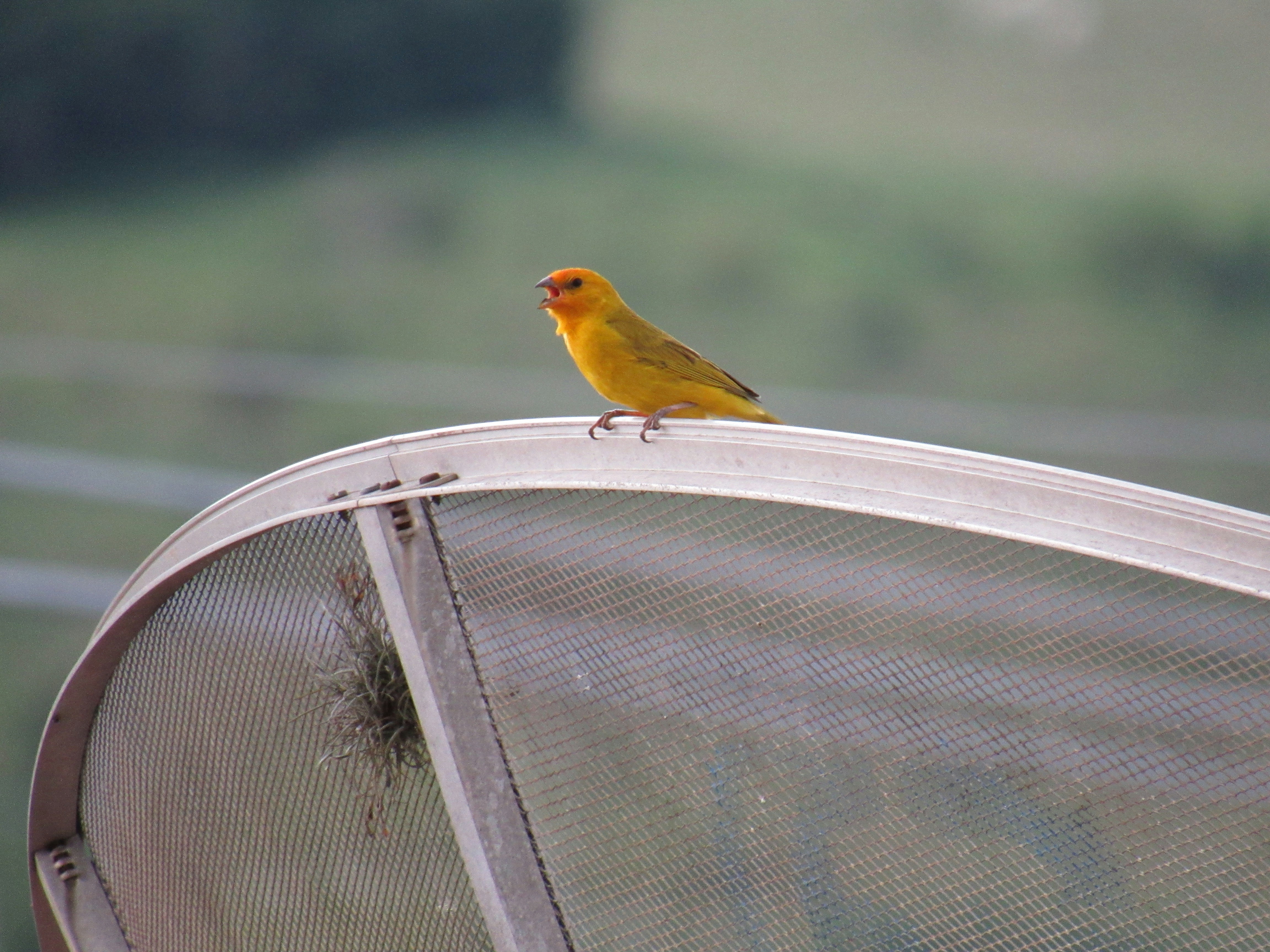 Sunlit Canary on a Curved Window Mesh