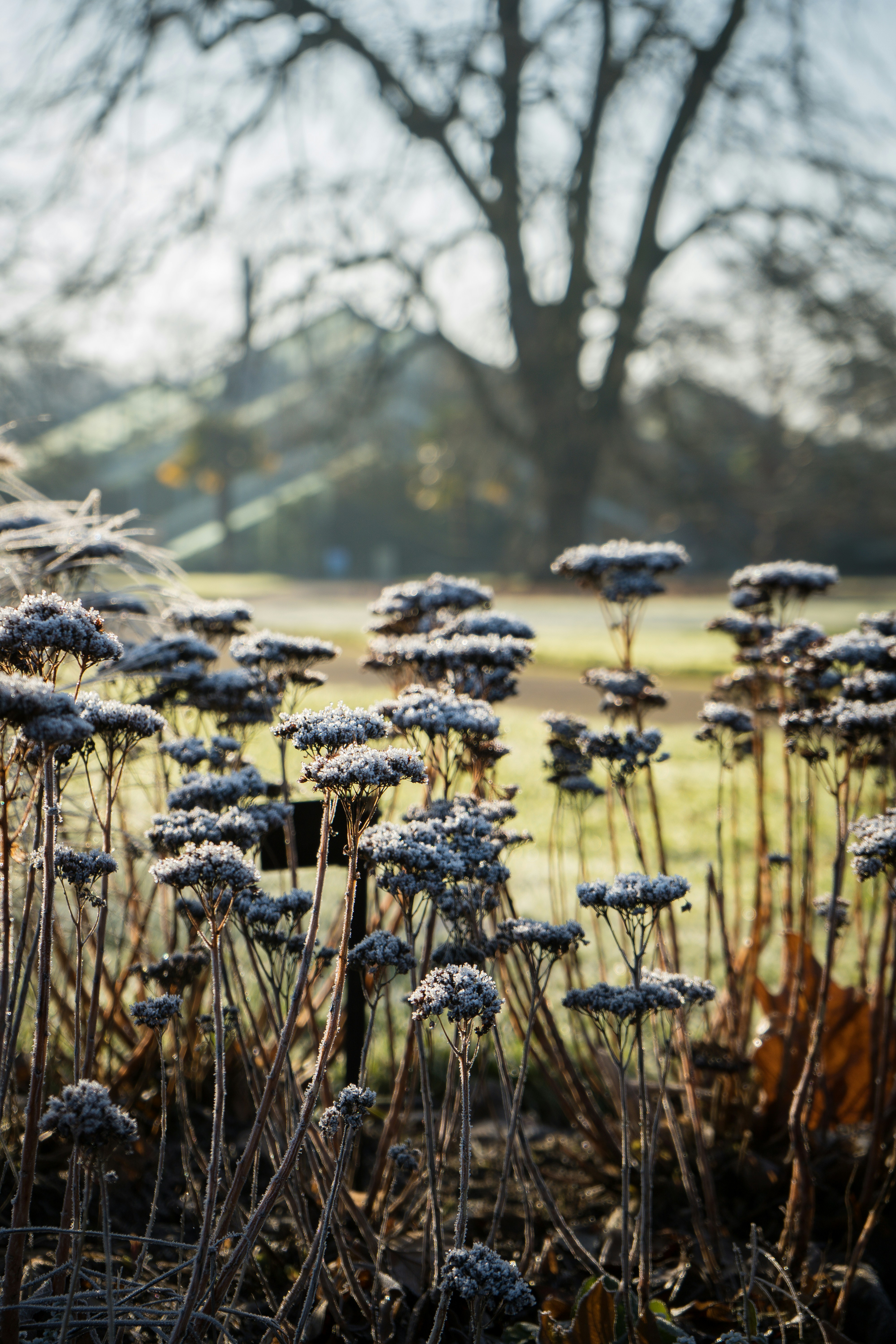 Winter-tinged wildflowers stand tall in a sunlit field
