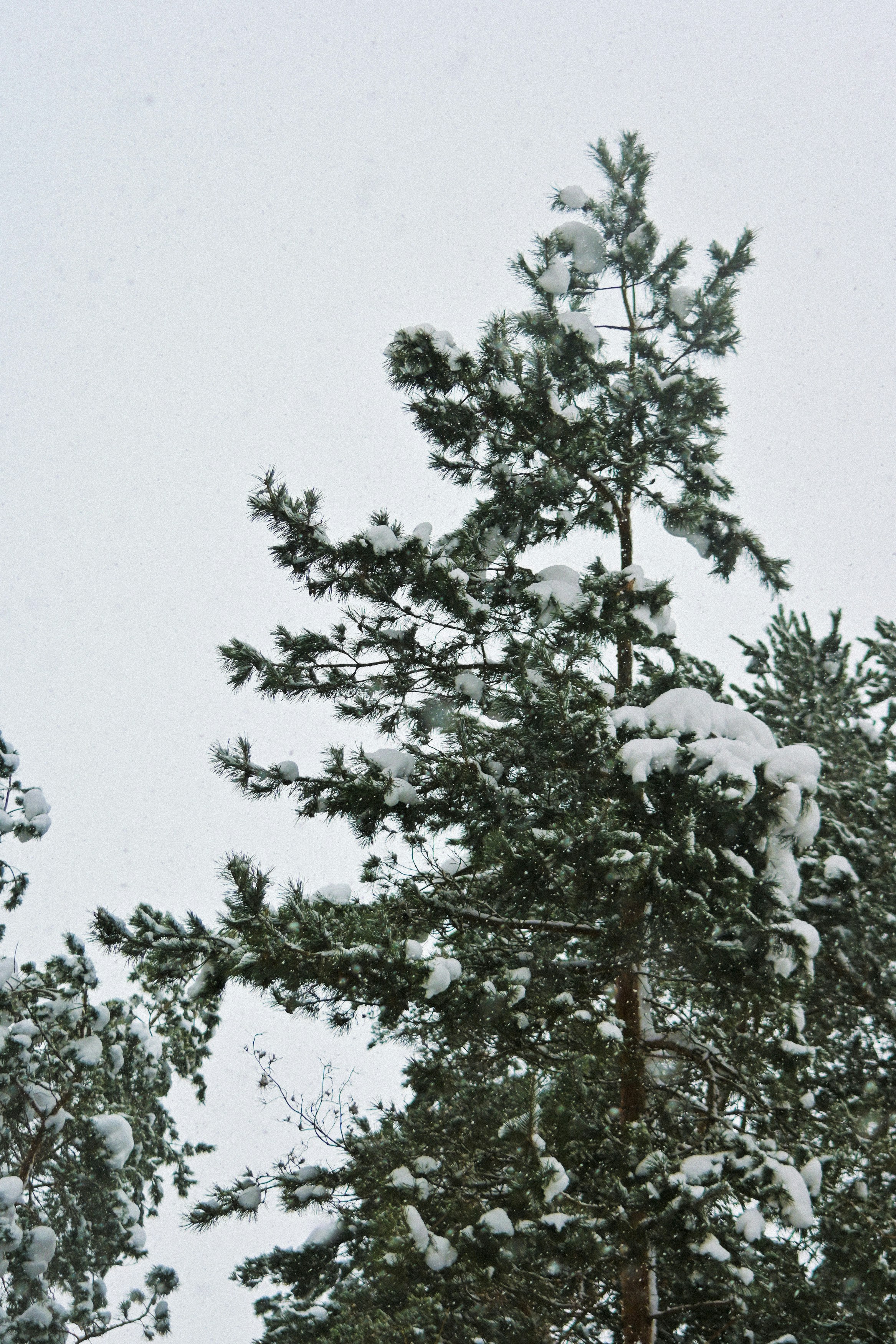 Snow-laden pine tree reaching towards a gray sky, surrounded by other evergreen trees. The scene conveys the quiet beauty of a winter landscape.
