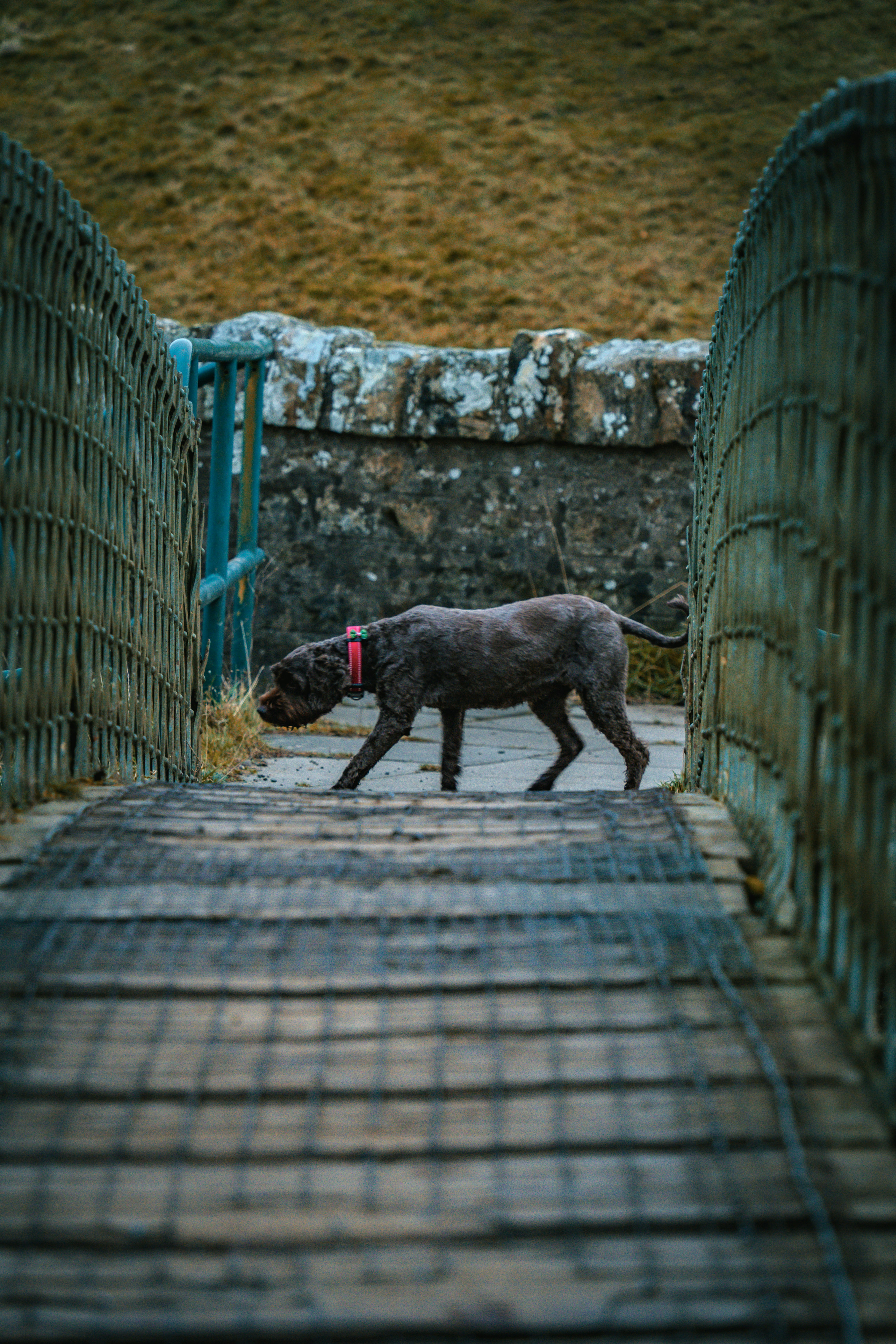 On a peaceful wooden bridge, a curious dog pauses, its gaze capturing the serenity of nature. A moment of companionship and adventure, surrounded by the beauty of the outdoors.