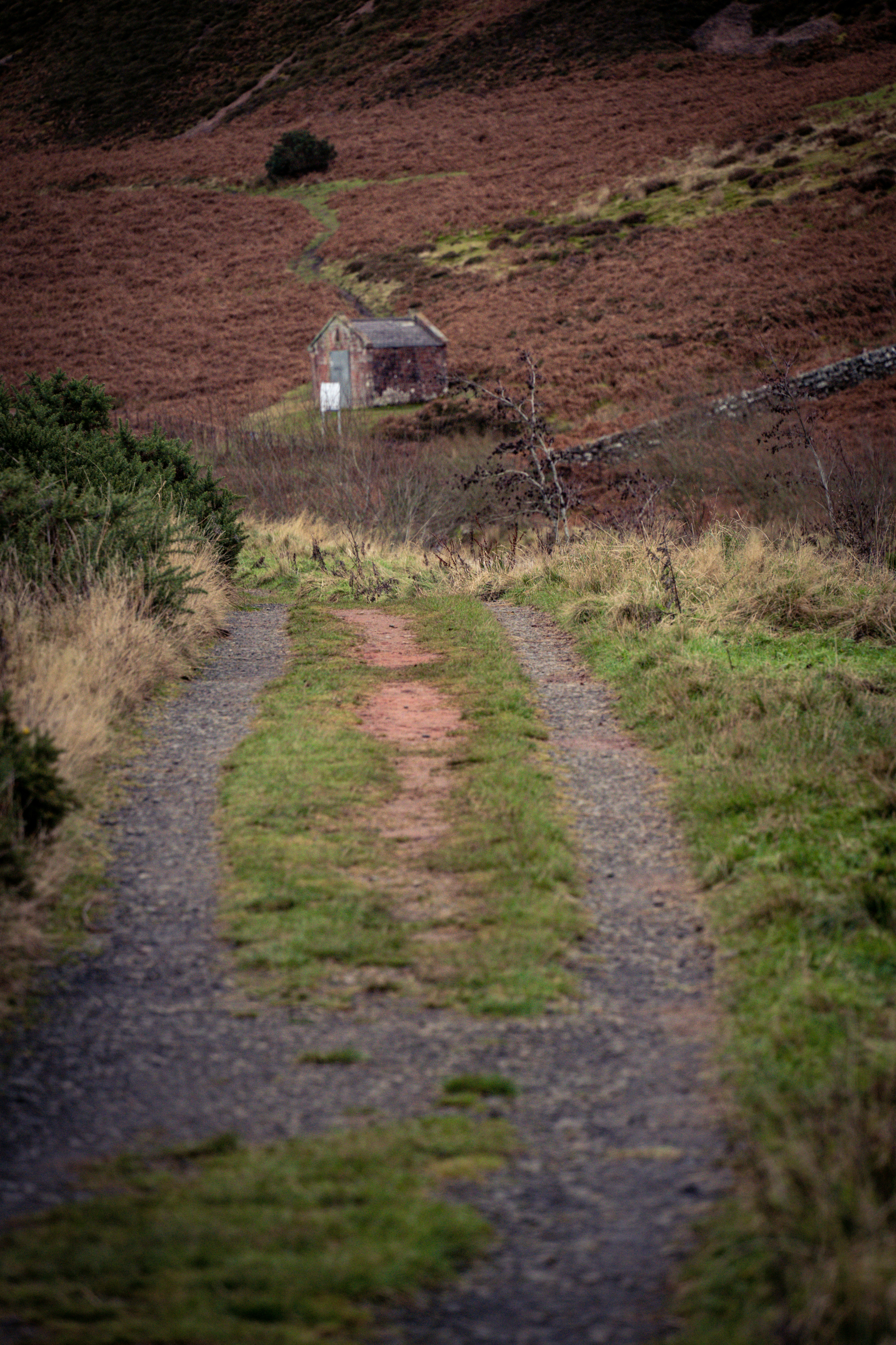 A wild path leading through nature, with a small stone bridge in the background, inviting exploration and adventure. Perfect for nature lovers and outdoor enthusiasts seeking tranquility.