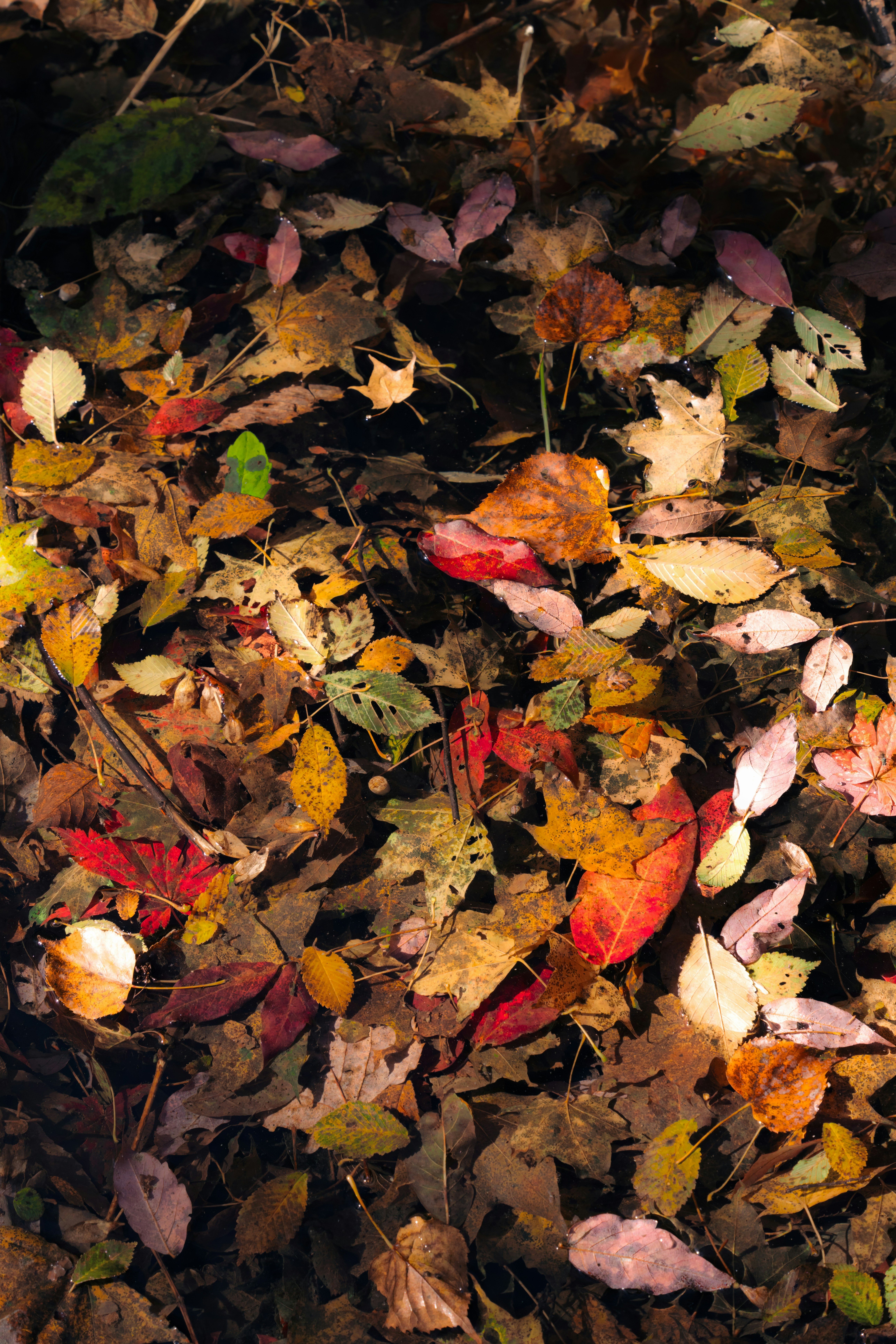 Colorful array of fallen autumn leaves scattered on the ground, showcasing various shapes and hues. The vibrant reds, yellows, and browns create a natural mosaic.