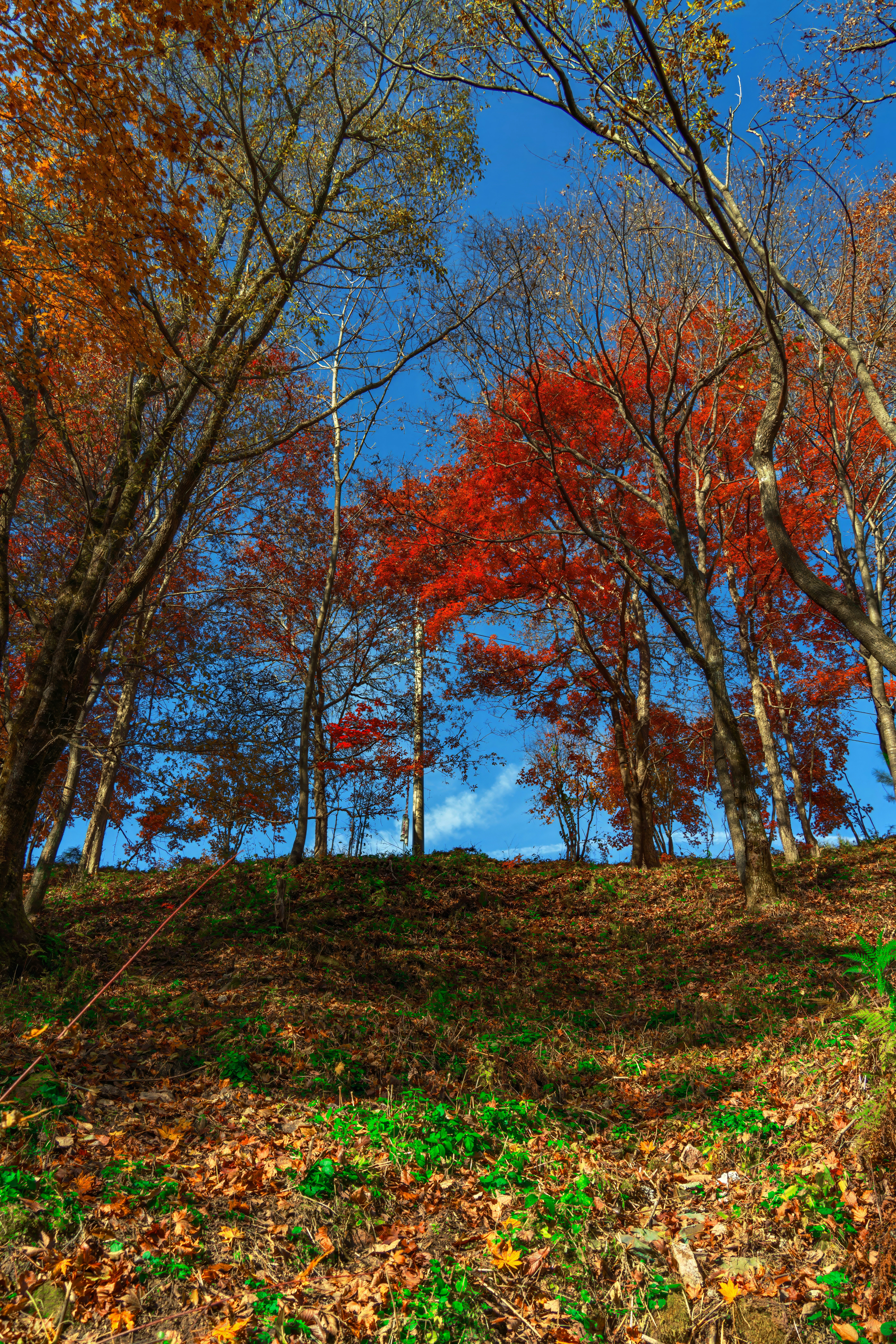 Photo by Hat Trick with Sony Alpha 7C R