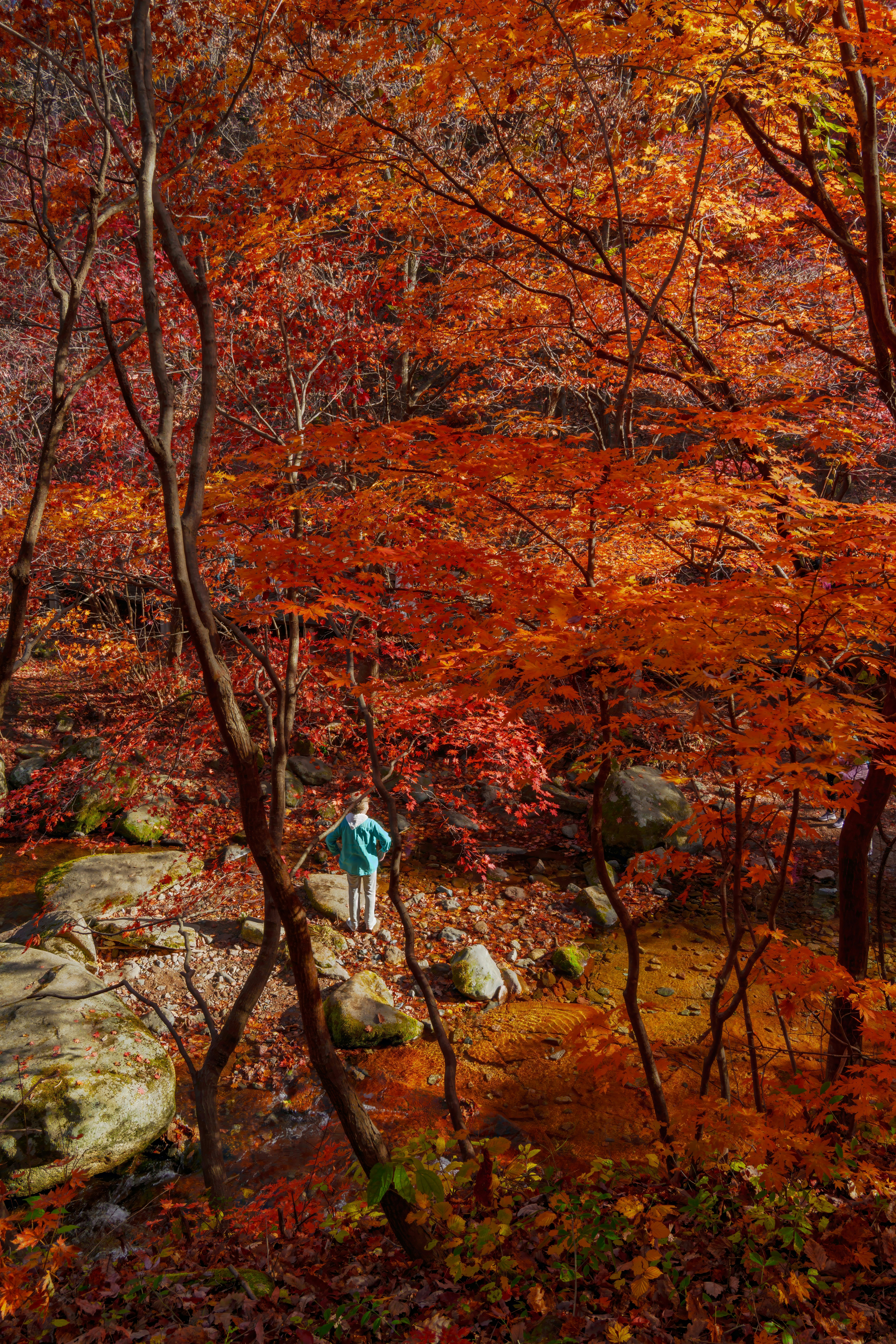 Ember Canopy: A Quiet Trekker Amid Fire-Red Maples