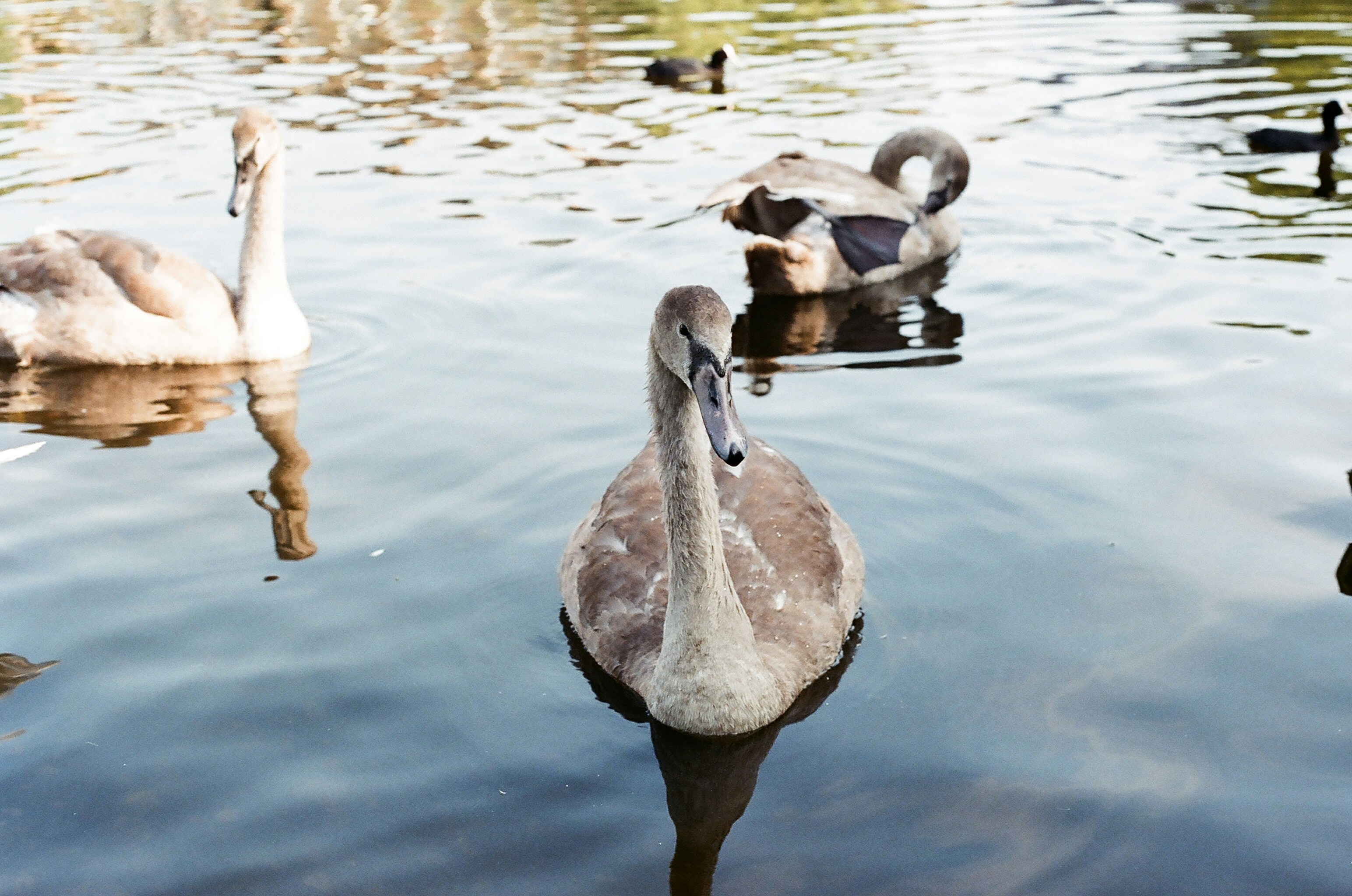 A group of birds floating on top of a lake photo – Free Kingston upon ...