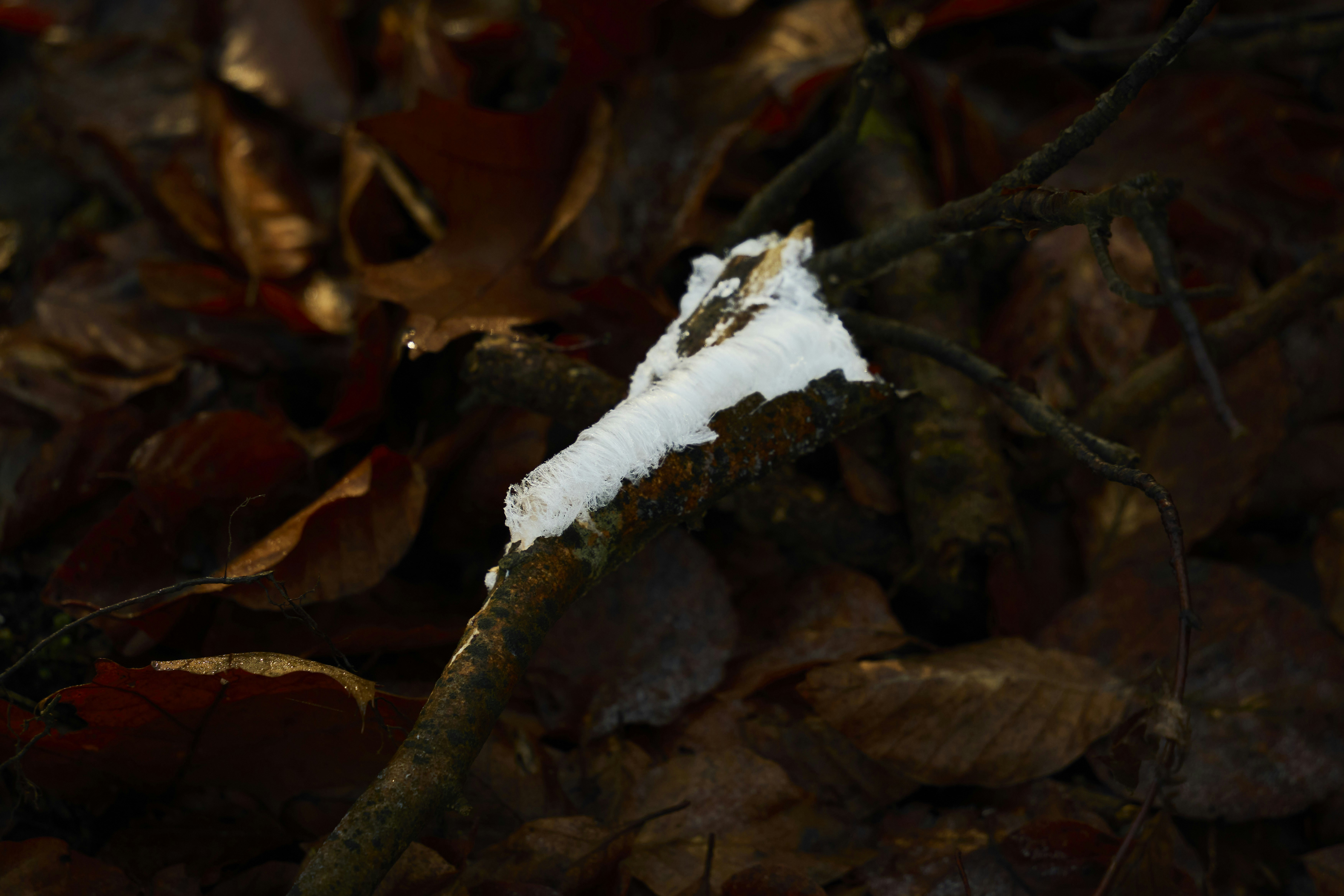 A small white object sitting on top of a pile of leaves photo – Free ...