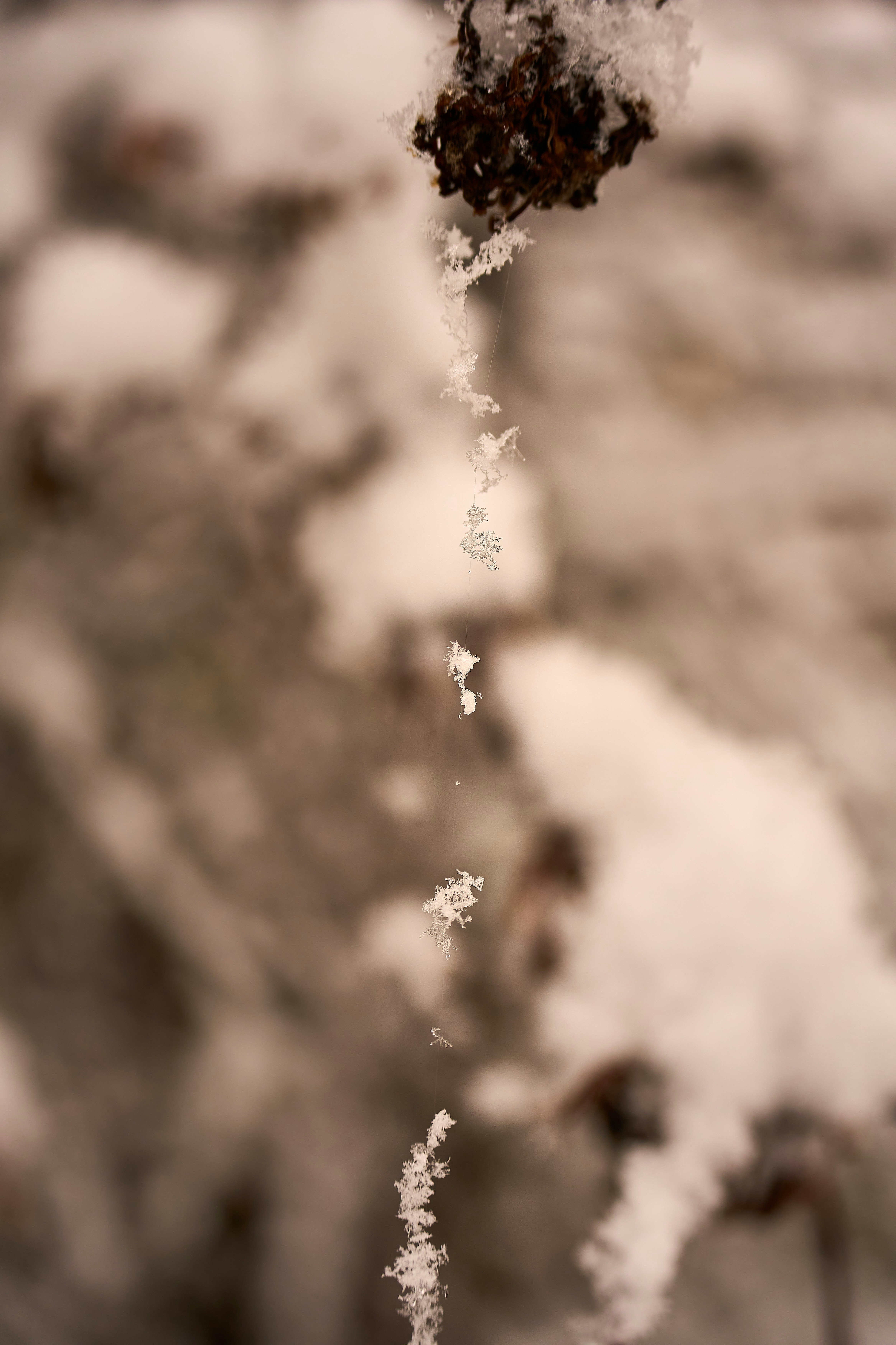Vertical Frost: Delicate Snow Crystals Cling to a Frosted Stem