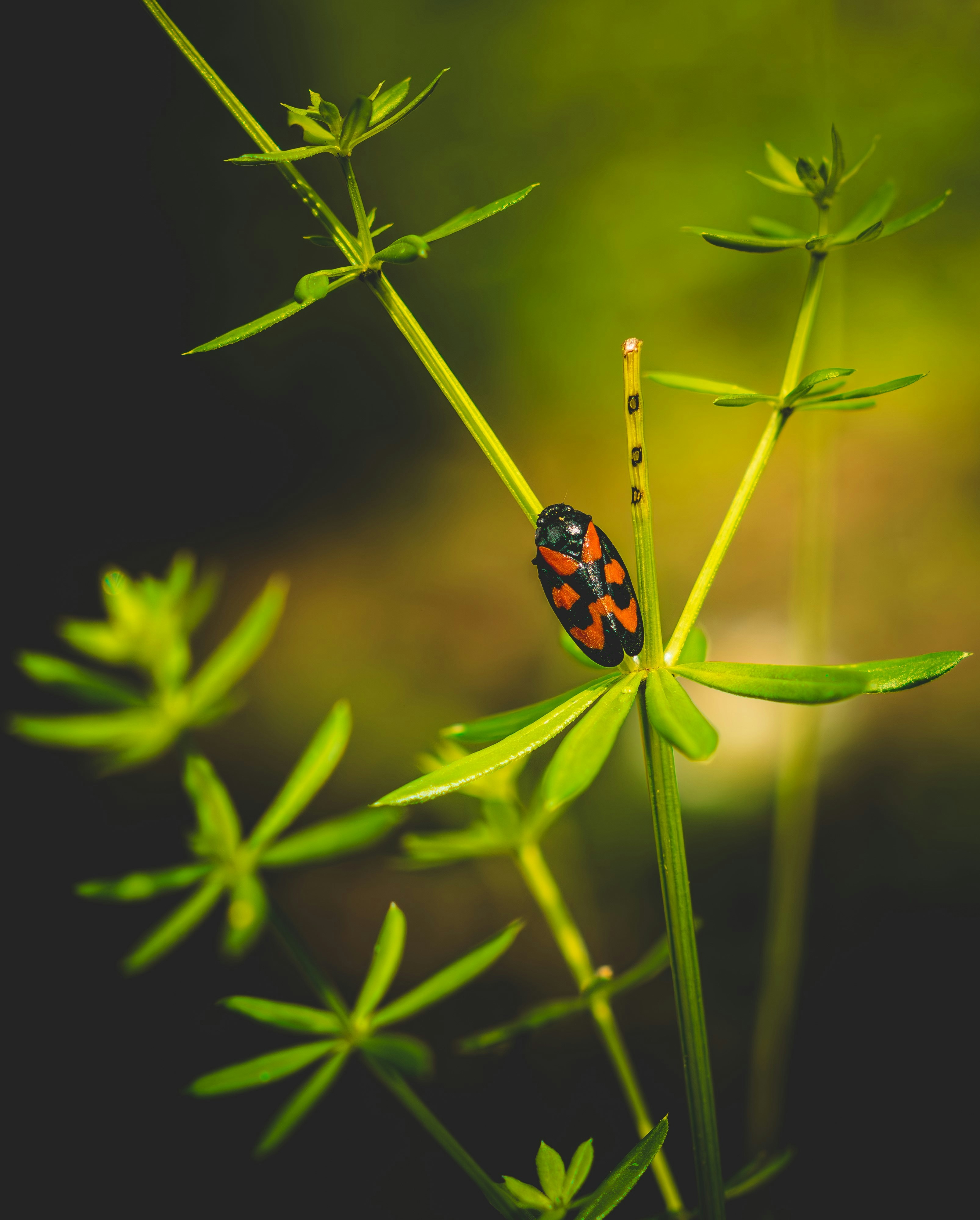 A lady bug sitting on top of a green plant photo – Free Насекомое Image ...
