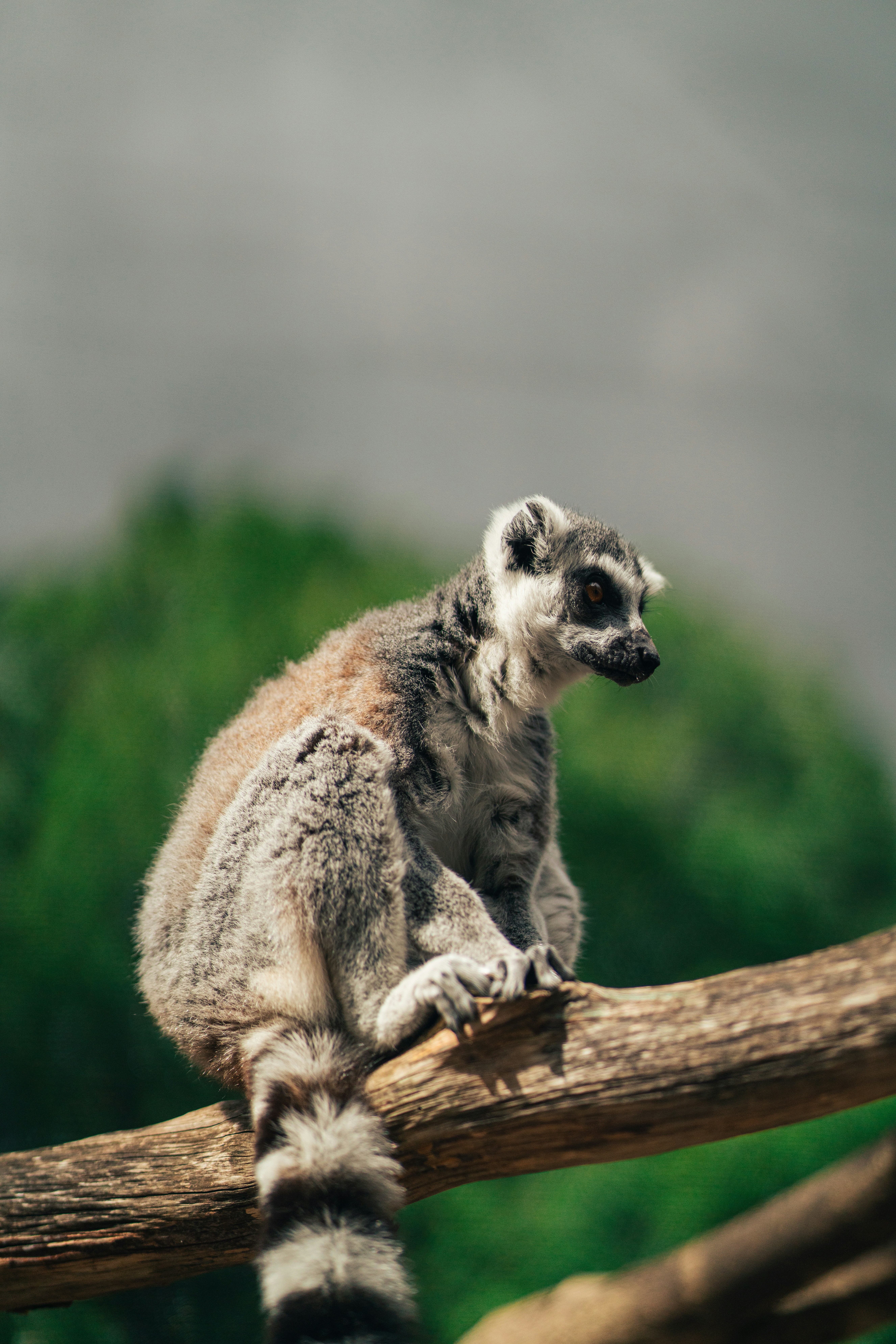 A small animal sitting on top of a tree branch photo – Free Animal ...