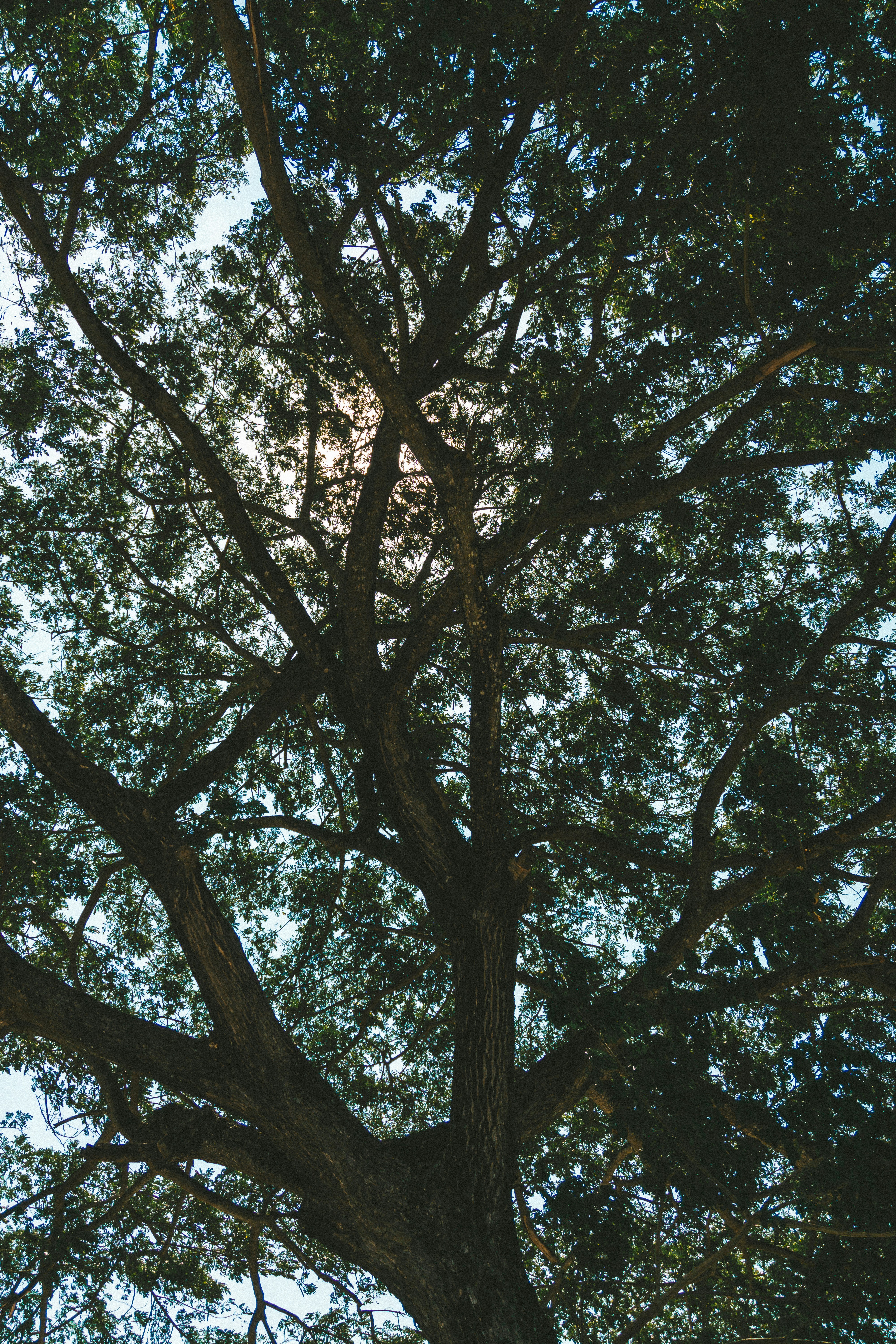 A tall tree with lots of green leaves photo – Free Forest Image on Unsplash