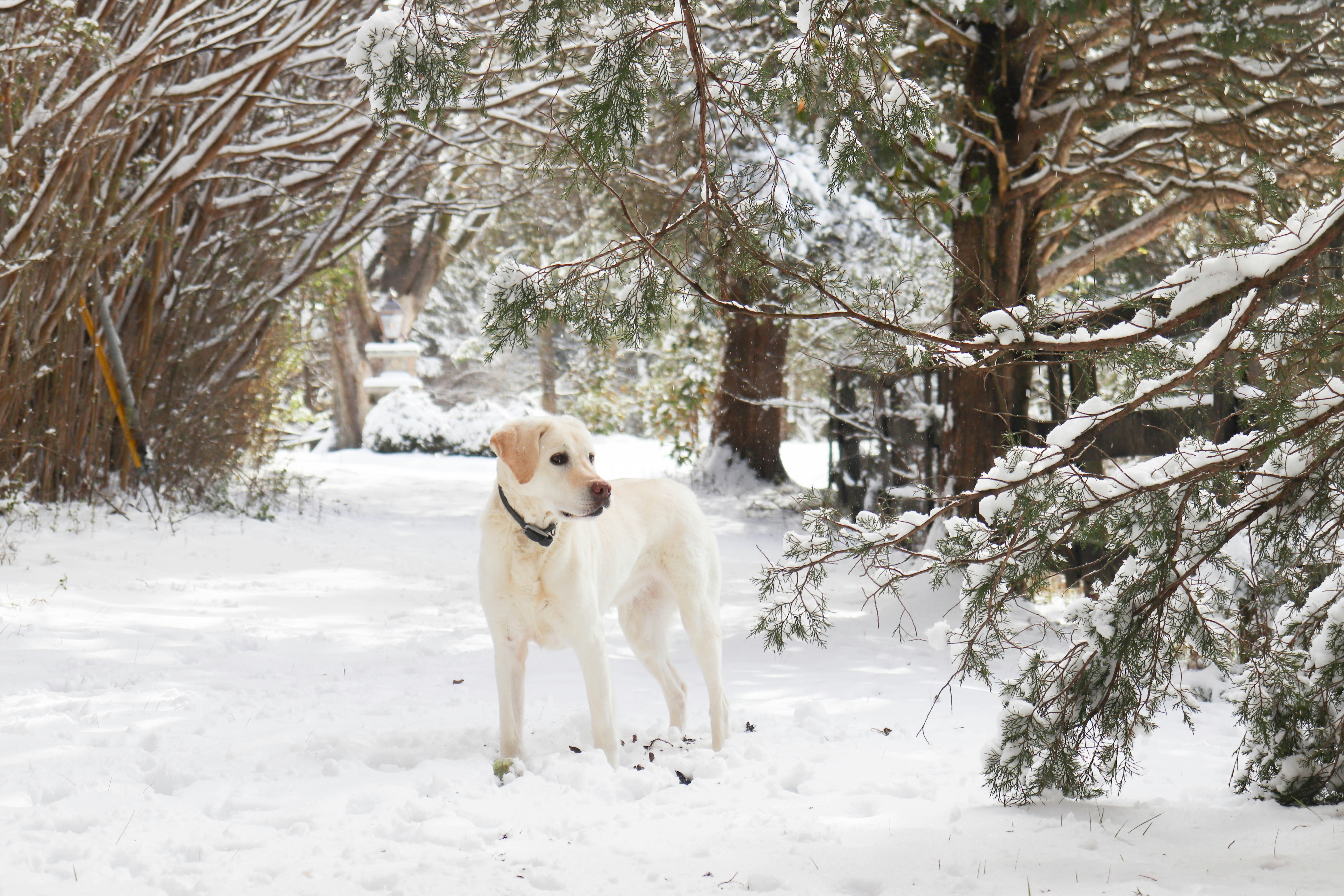 A dog is standing in the snow in a wooded area photo – Free White dog ...