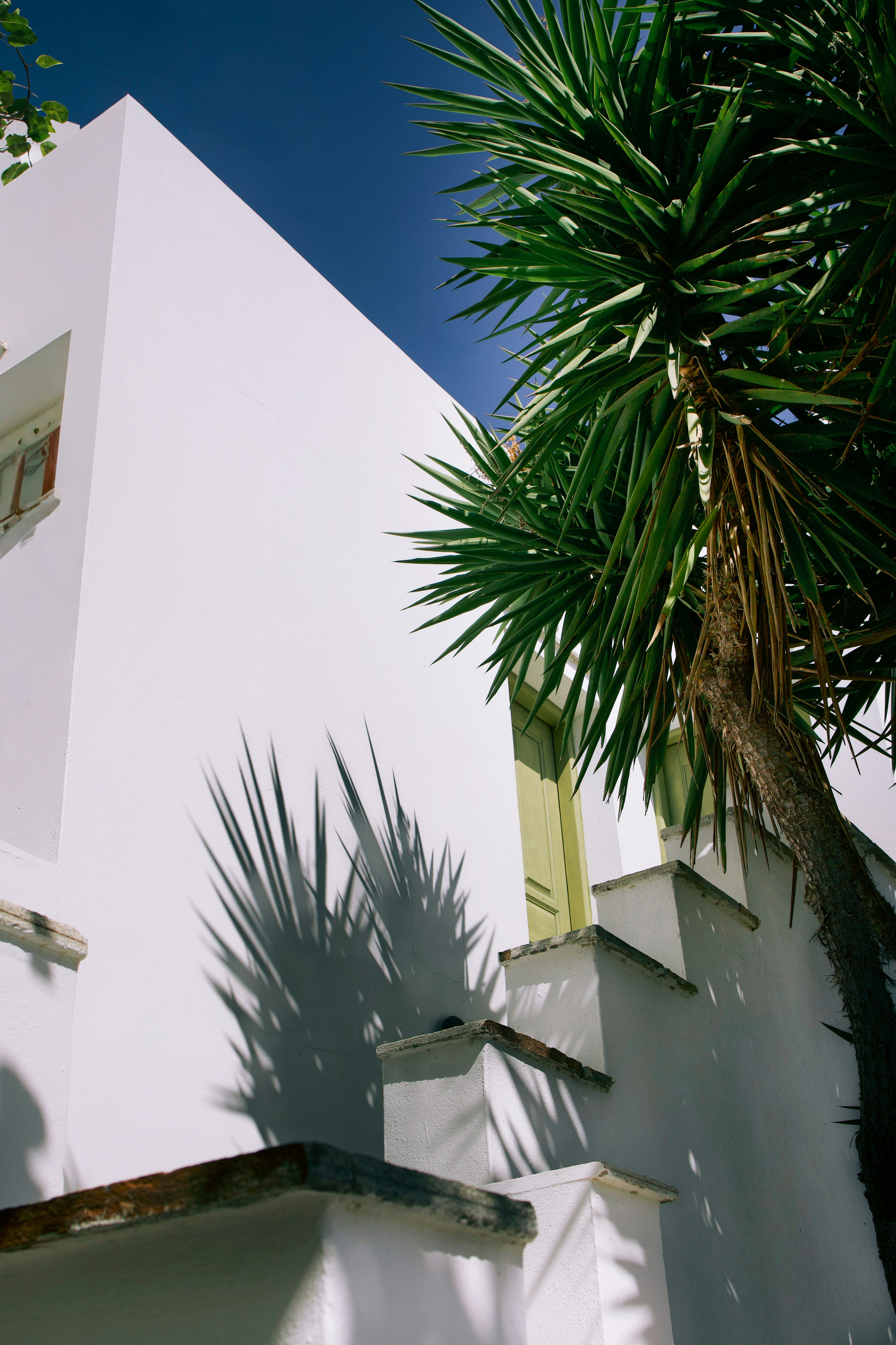 A modern white building with sharp angles, complemented by the lush green foliage of a palm tree casting intricate shadows on the steps below.