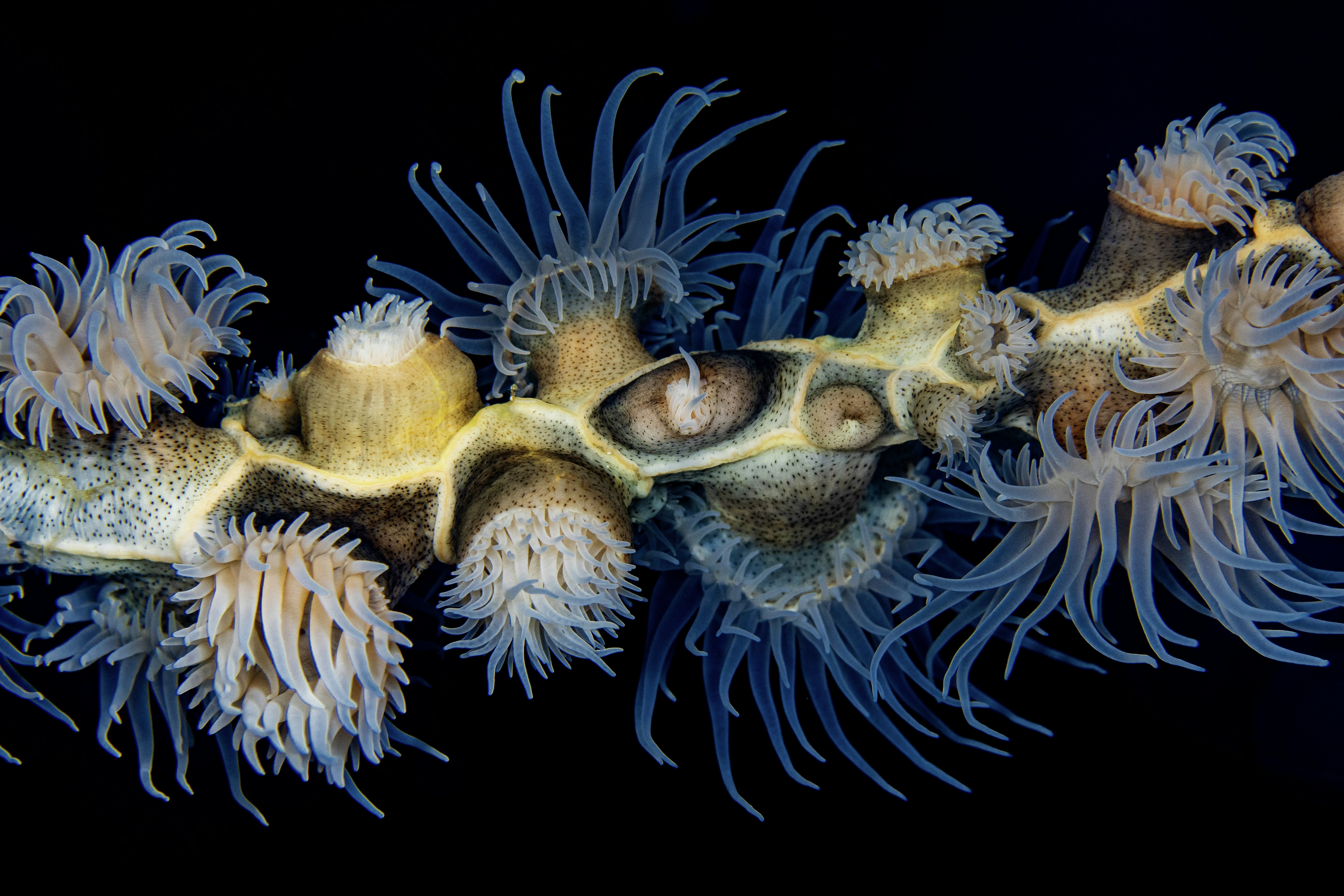 Vibrant coral with translucent tendrils against a dark background.