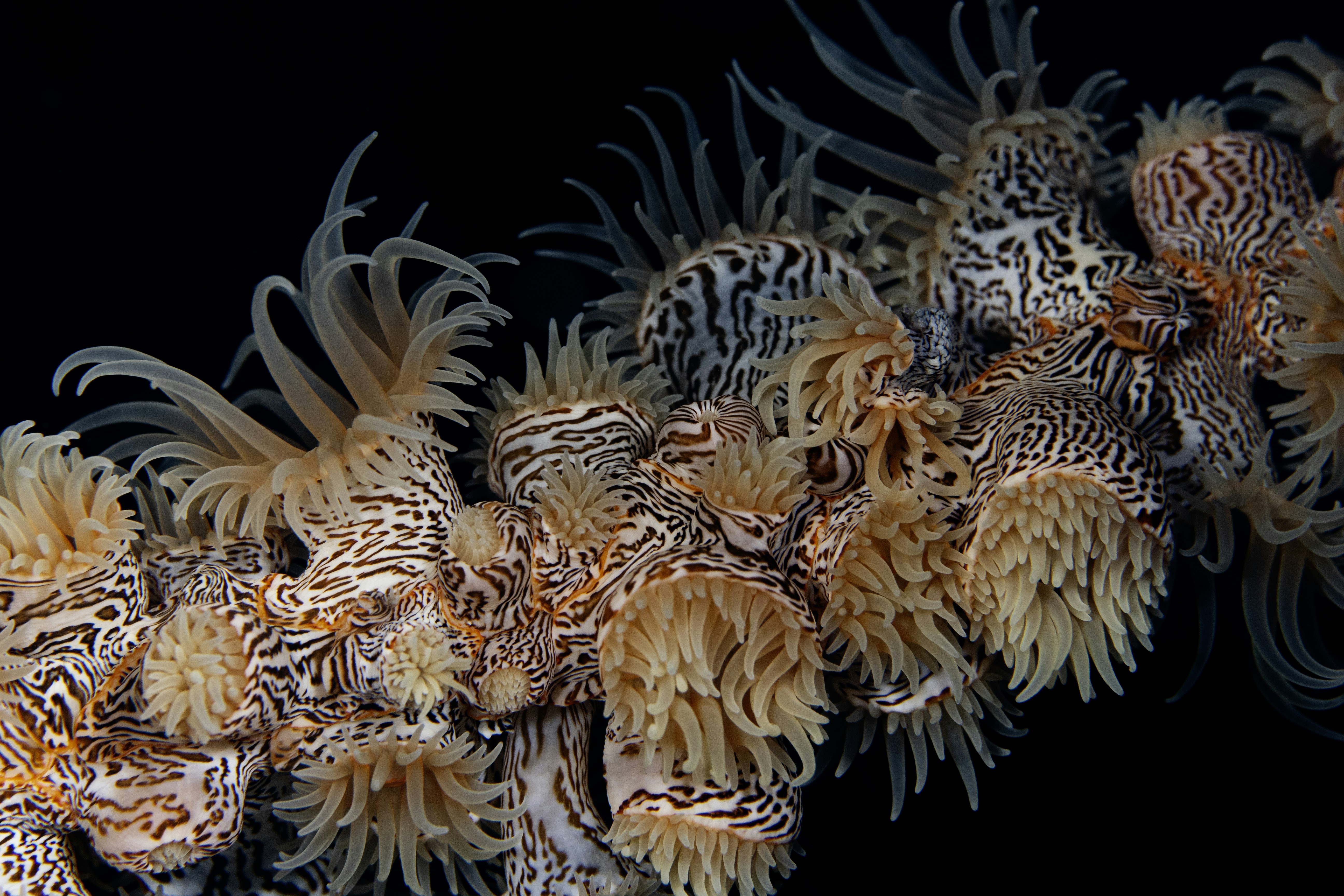 Vibrant coral with feathery polyps in cream, orange, and black against a deep blue background.