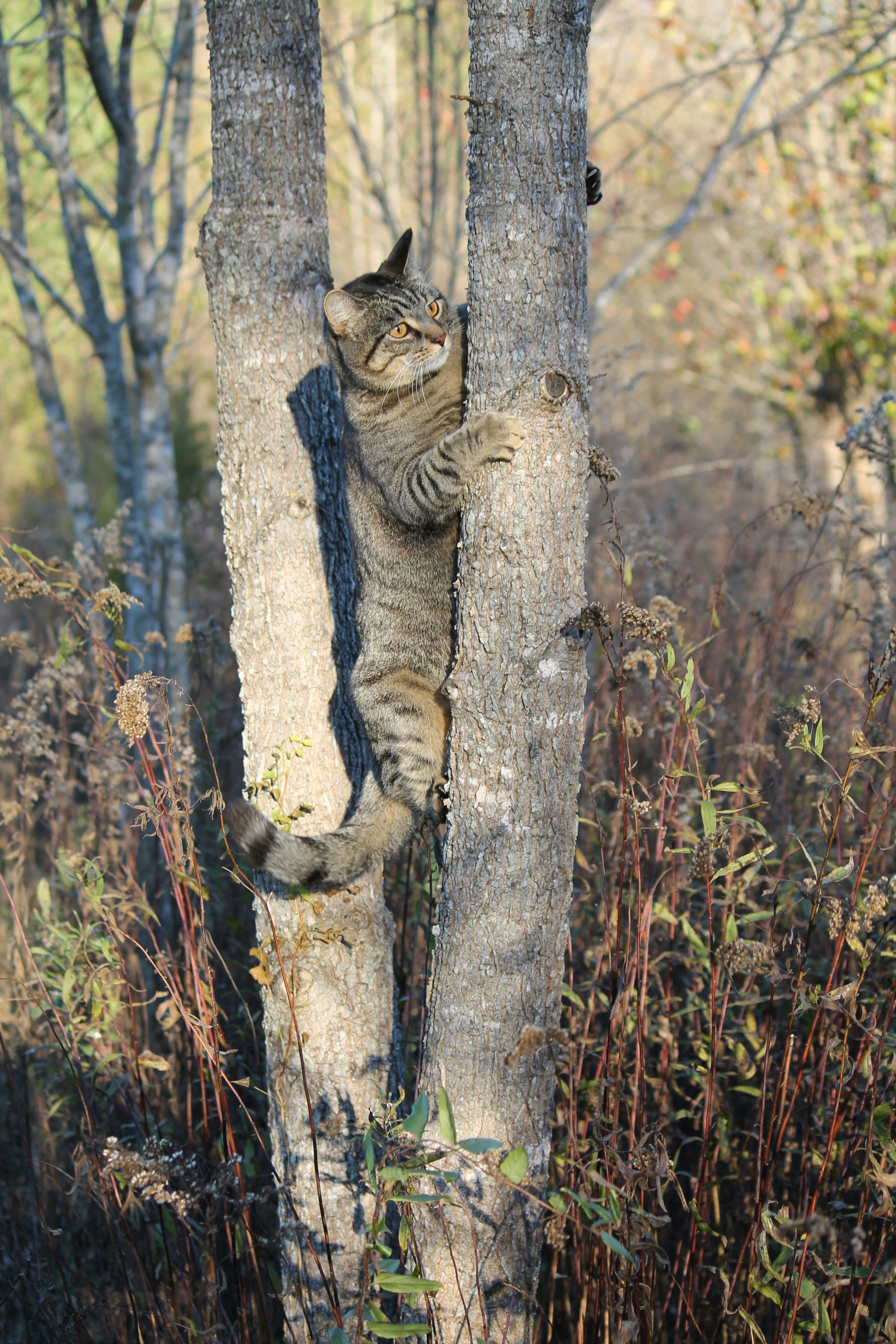A cat climbing up the side of a tree photo – Free Tree Image on Unsplash