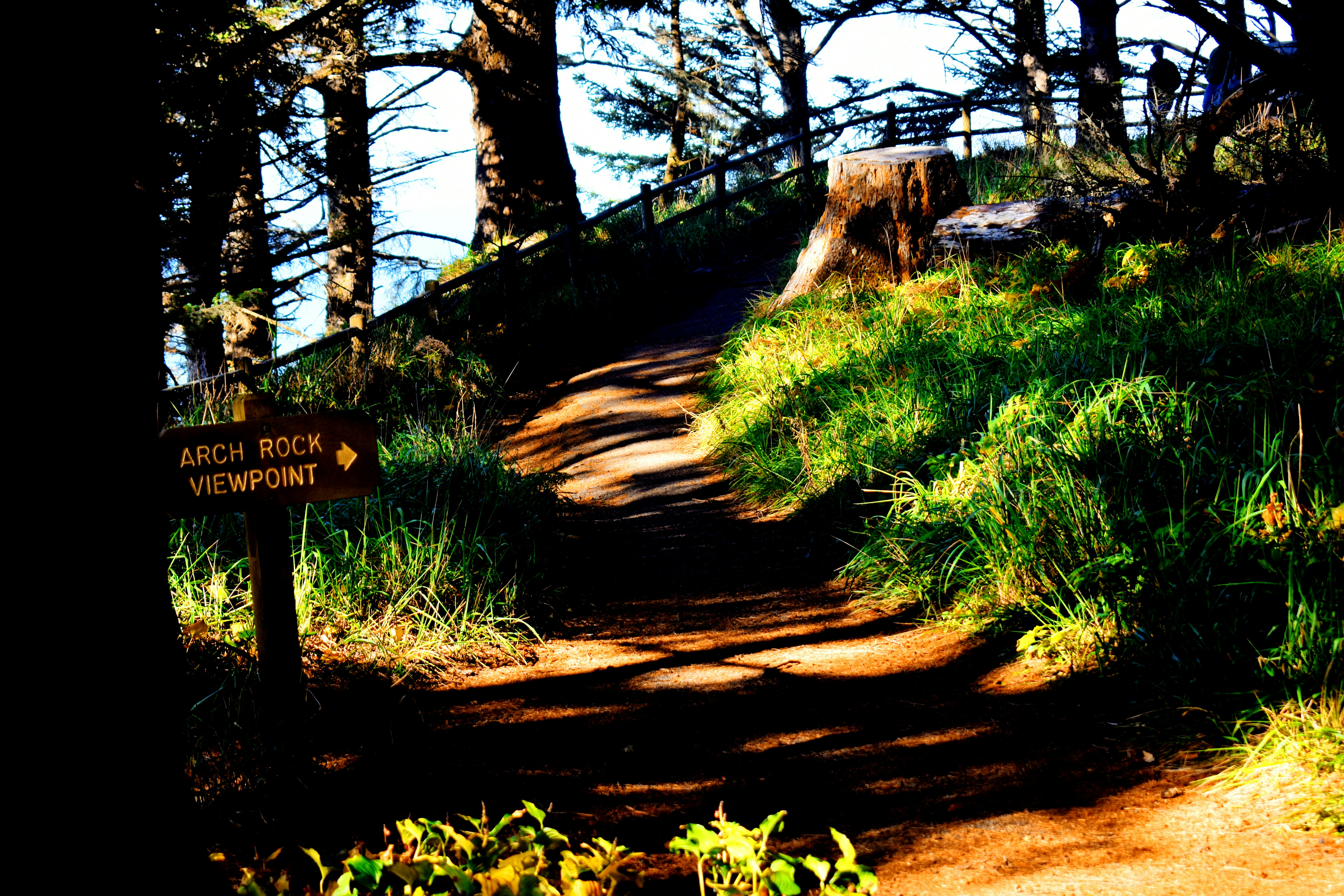 Forest trail leading to Arch Rock Viewpoint with dappled sunlight on grassy edges.