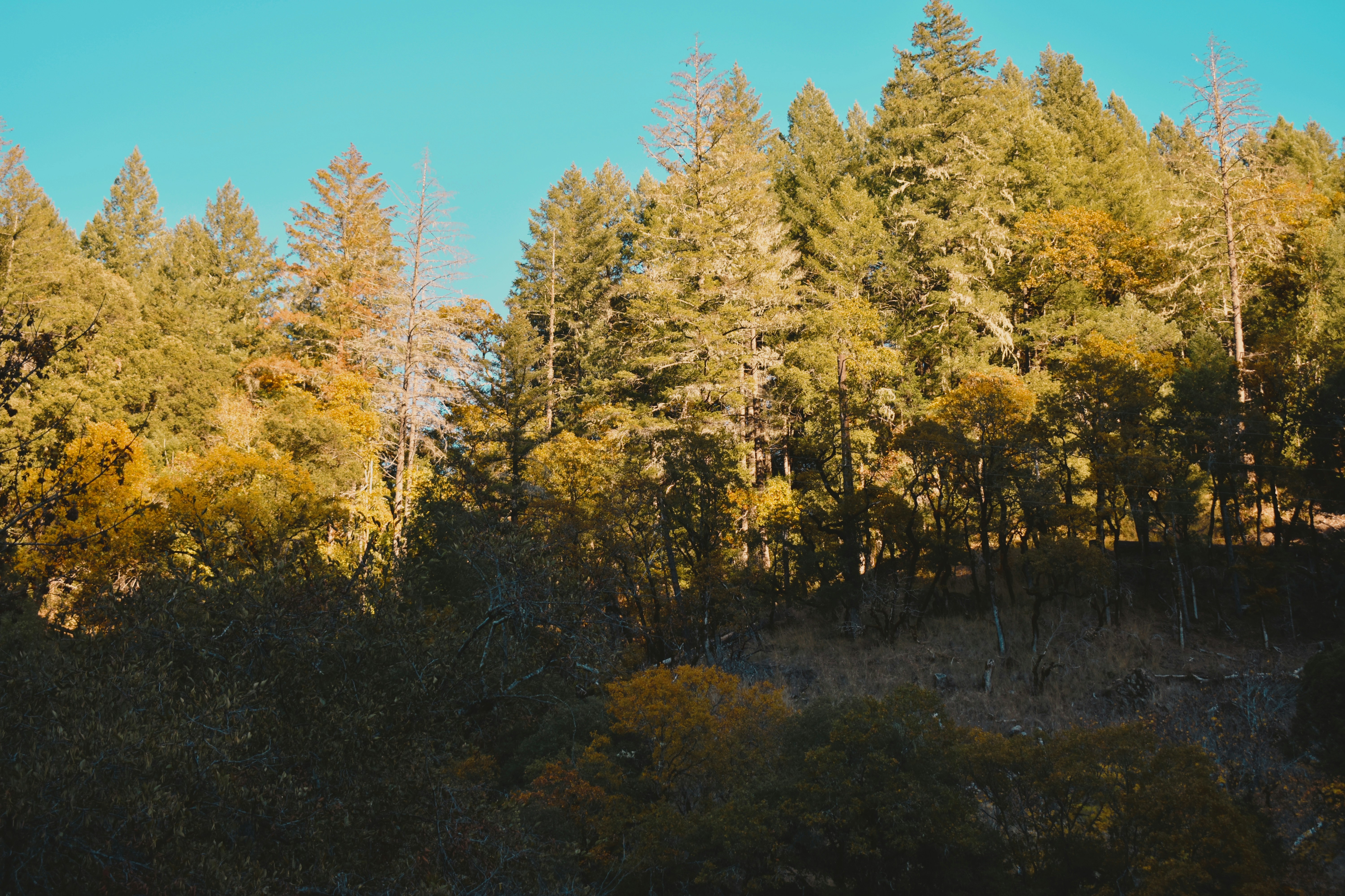 A group of trees that are next to each other photo – Free Oregon Image ...