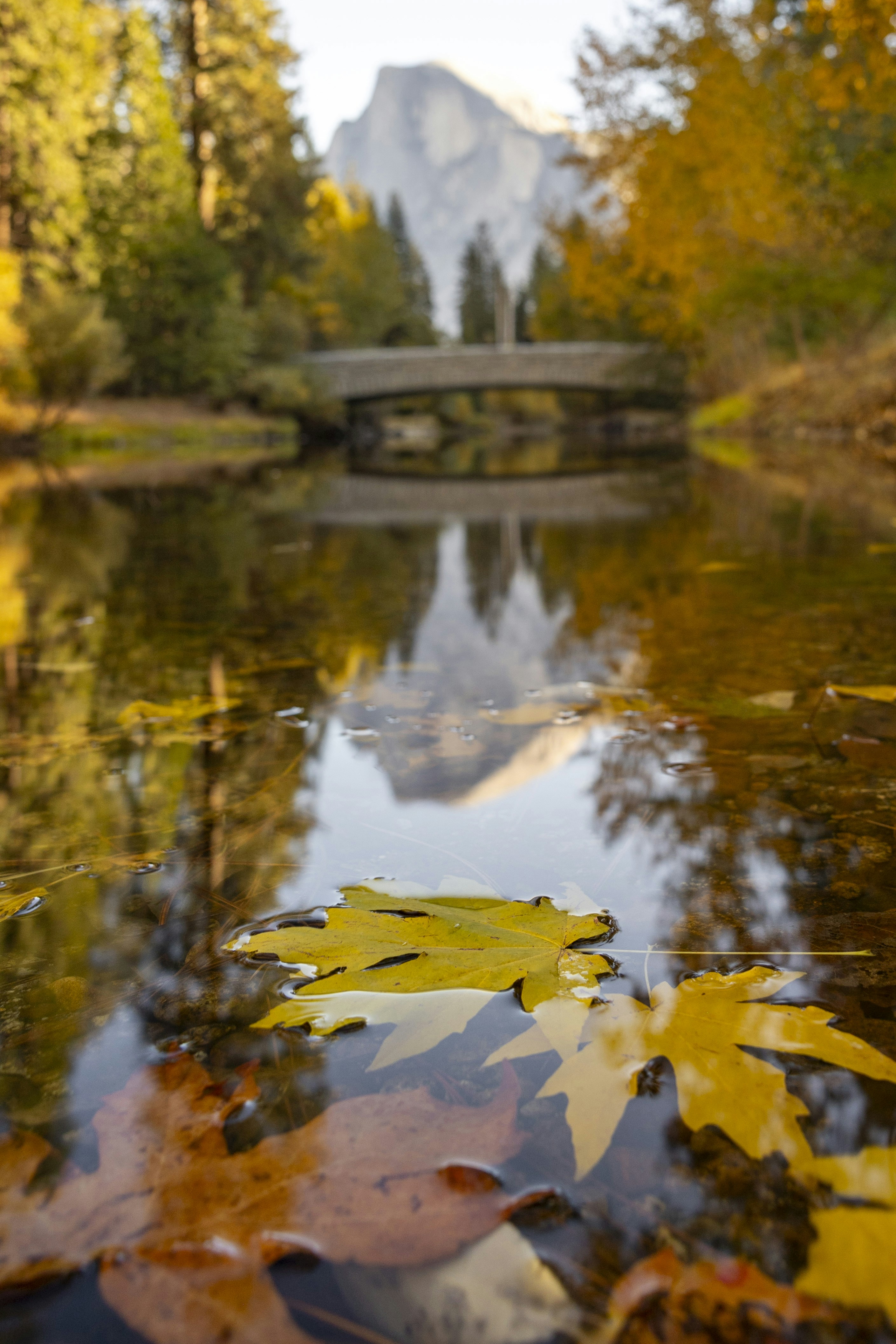 Autumn Stillness: Leaves on the Water Under Mountain Light