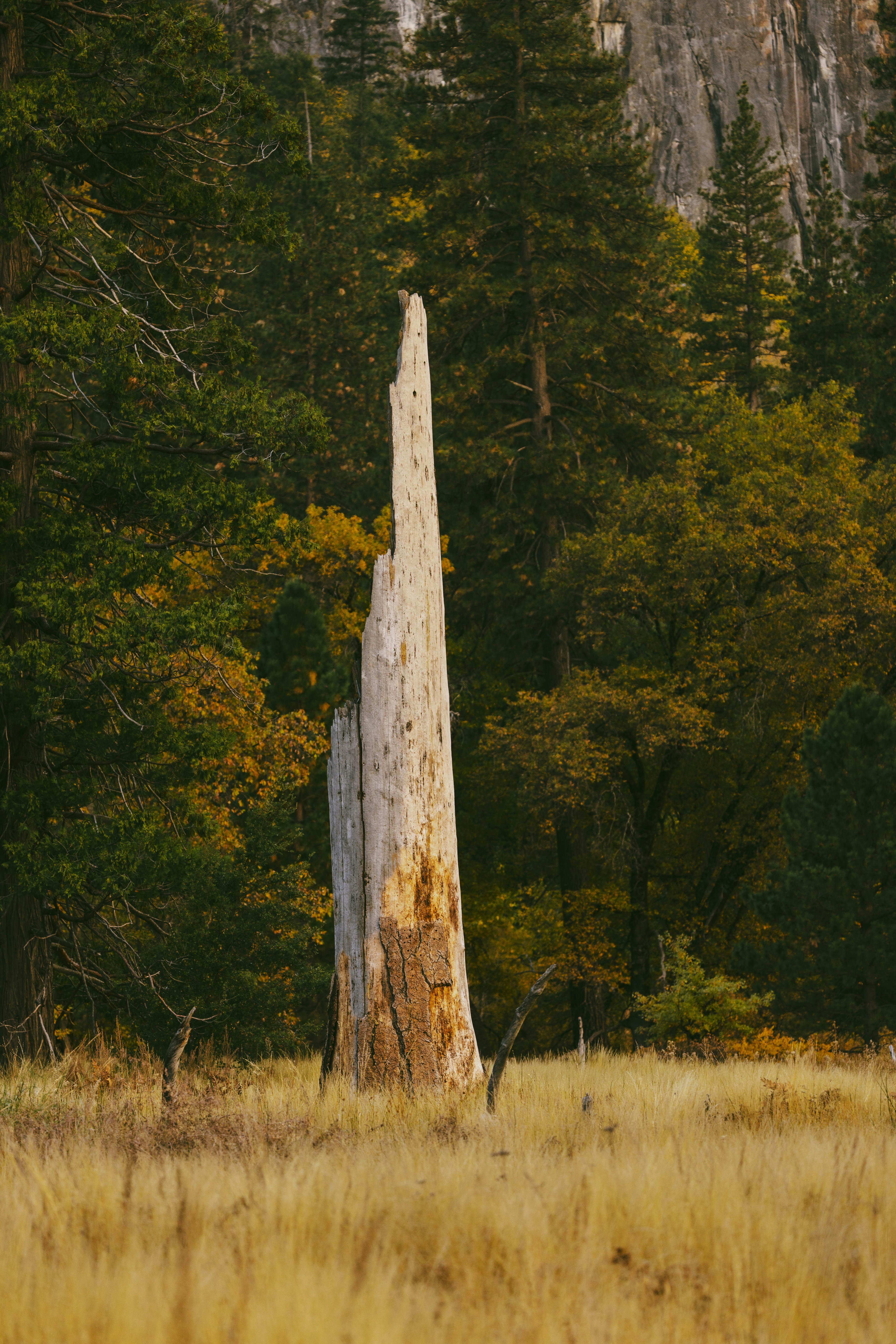 Vertical Sentinel in a Golden Clearing: The Lone Stump